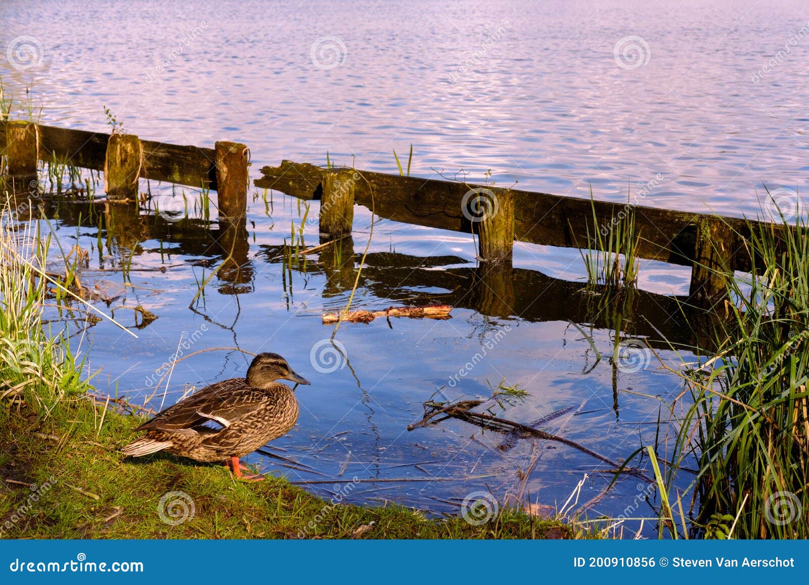 Duck Standing on the Waterfront Stock Photo - Image of waterfront ...
