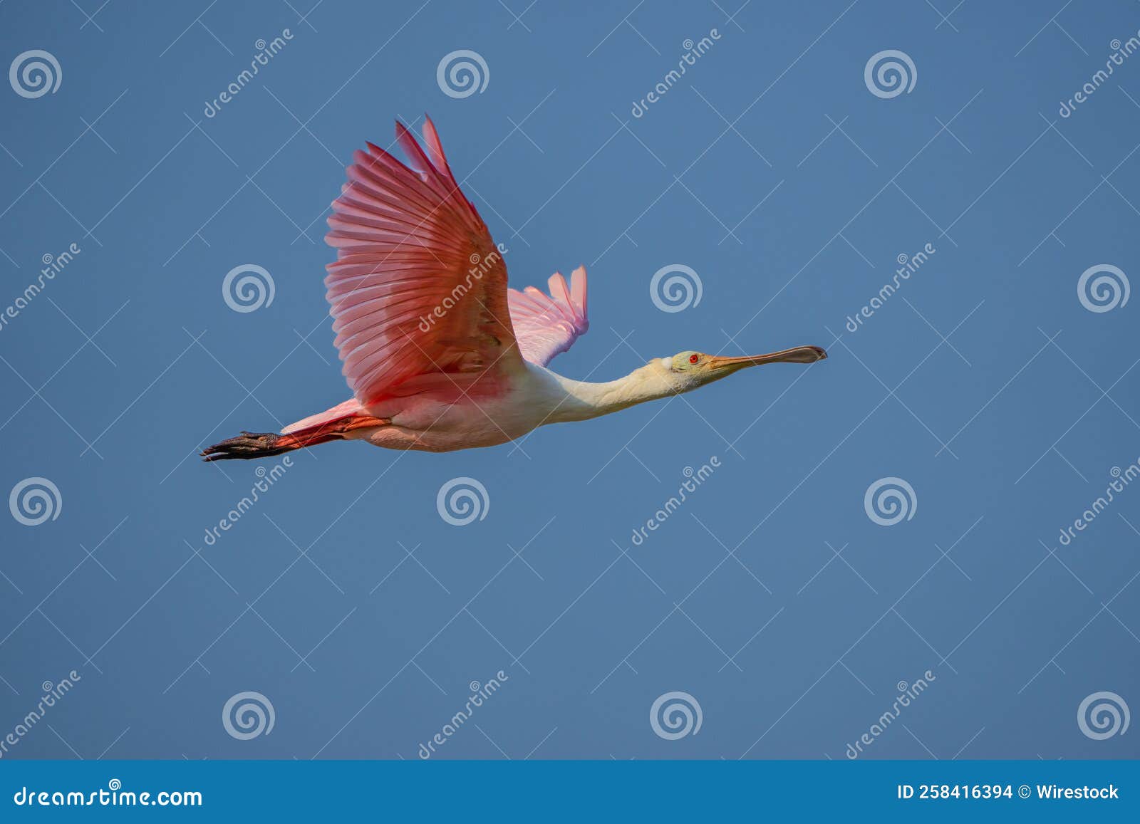 Profile View of a Spoonbill Flying in the Blue Sky with Wide-opened ...