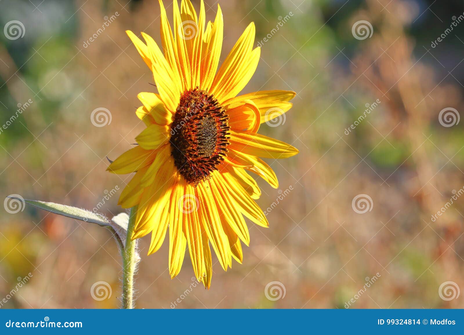 Profile View of Sunlit Daisy Stock Photo - Image of field, stem: 99324814