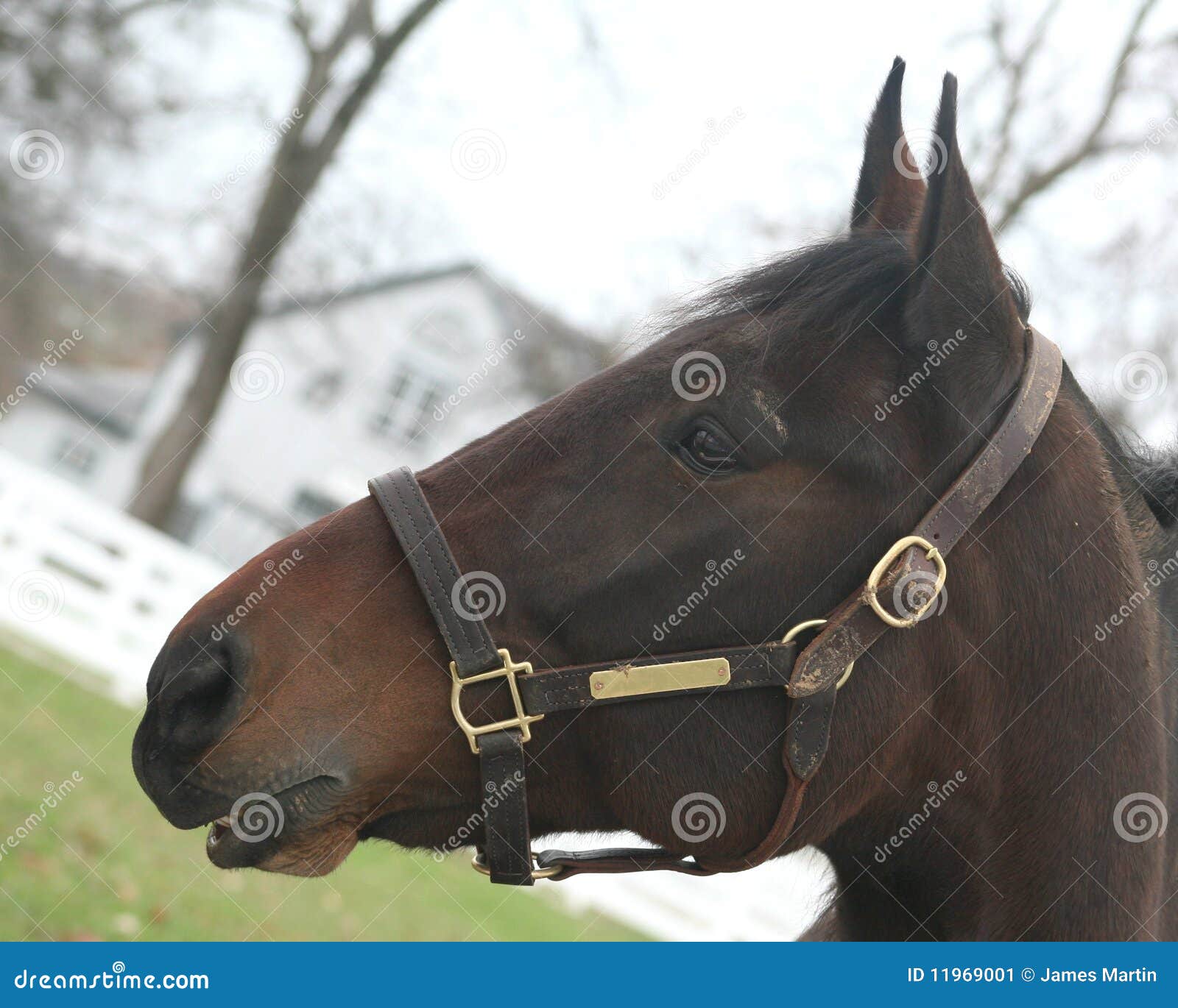 Profile View of a Thoroughbred Horse Stock Image - Image of profile ...