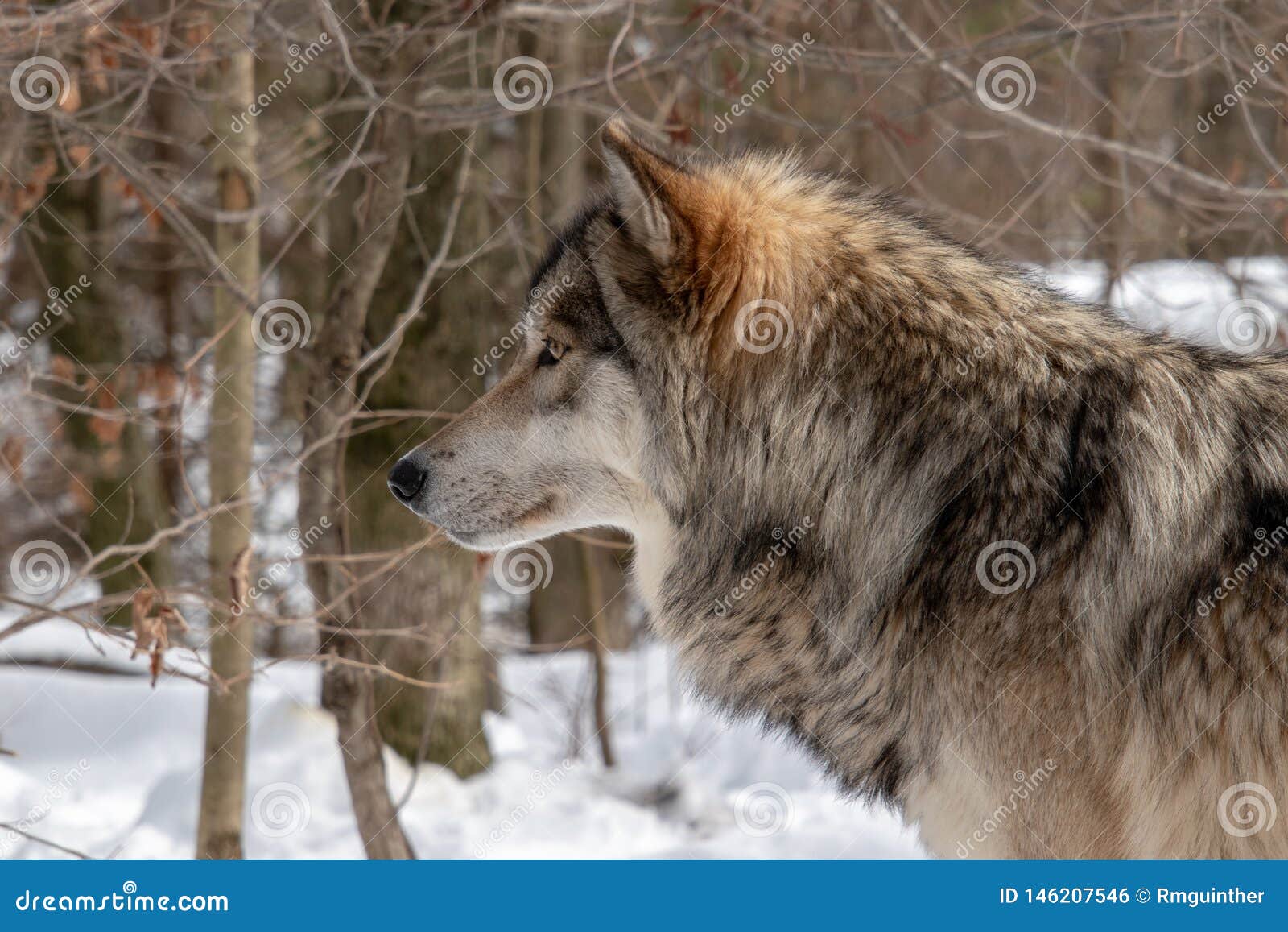A Profile View of a Timber Wolf Standing in the Forest Stock Photo ...