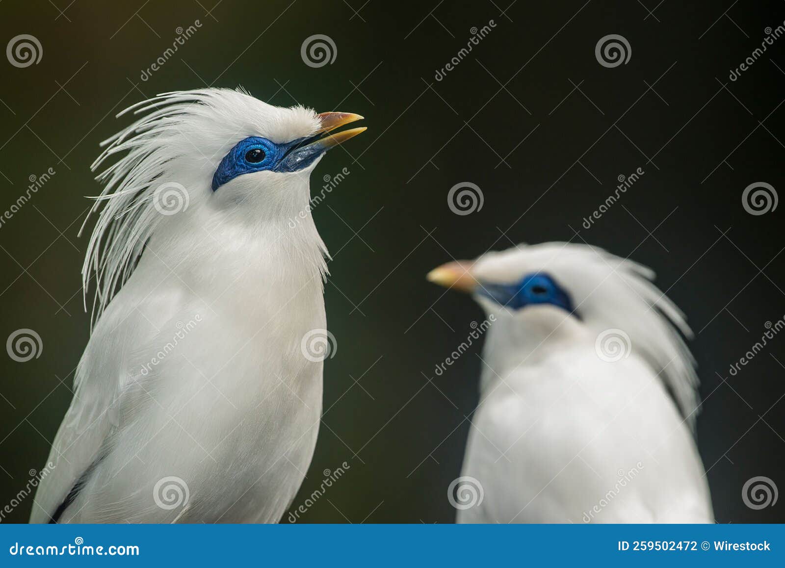 Profile View of Two Bali Myna Birds before the Dark Background Stock ...