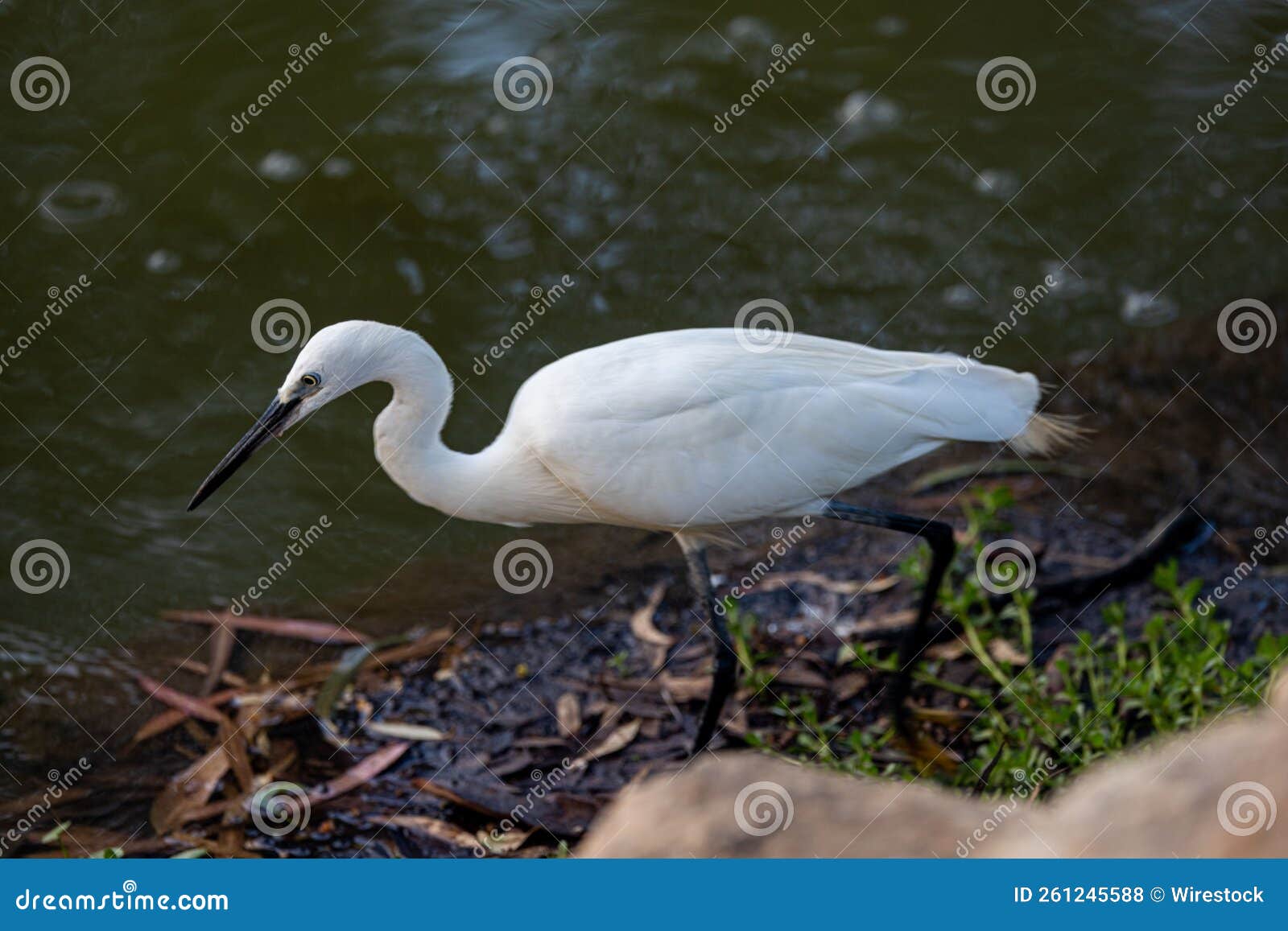 Profile View of a White Heron Bird Near Water Stock Photo - Image of ...
