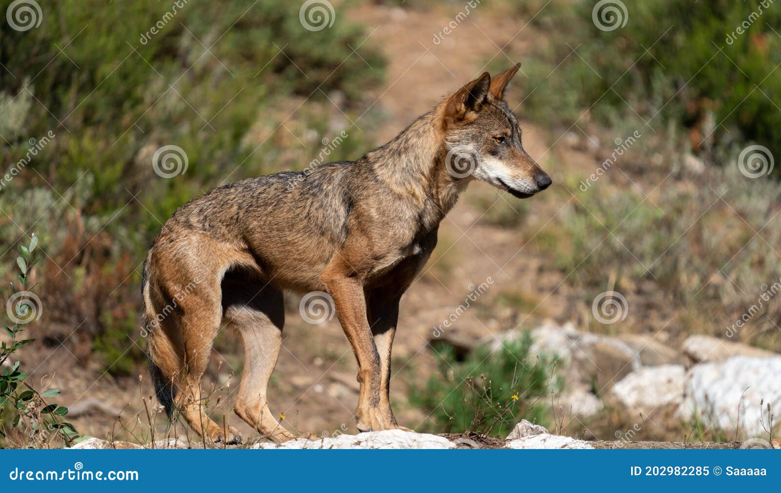 Profile View of Wolf Over the Rocks Looking the Right Stock Image ...