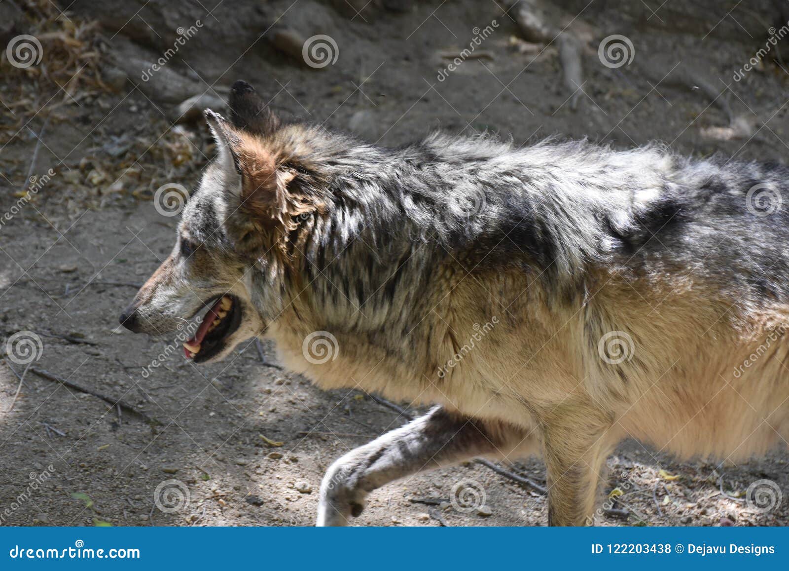 Long Profile of a Timber Wolf Walking Stock Photo - Image of face ...