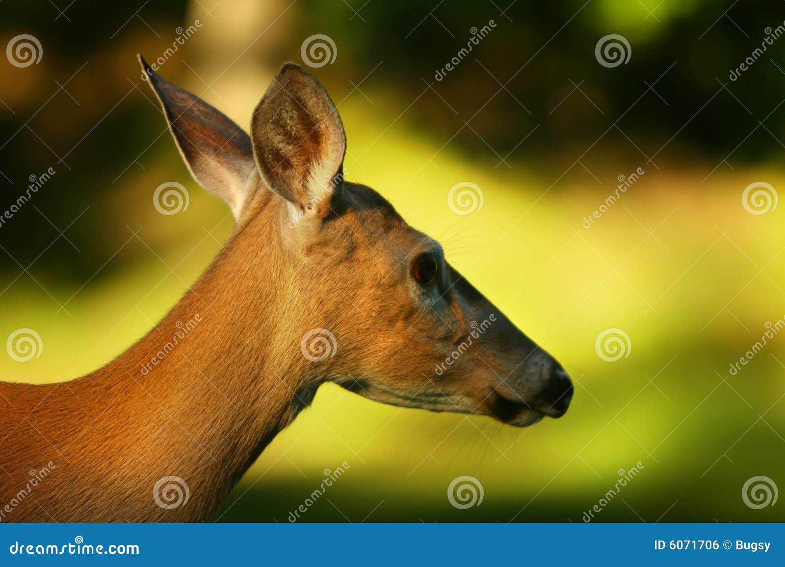 Profile of Whitetail Deer stock photo. Image of pair, marquette - 6071706
