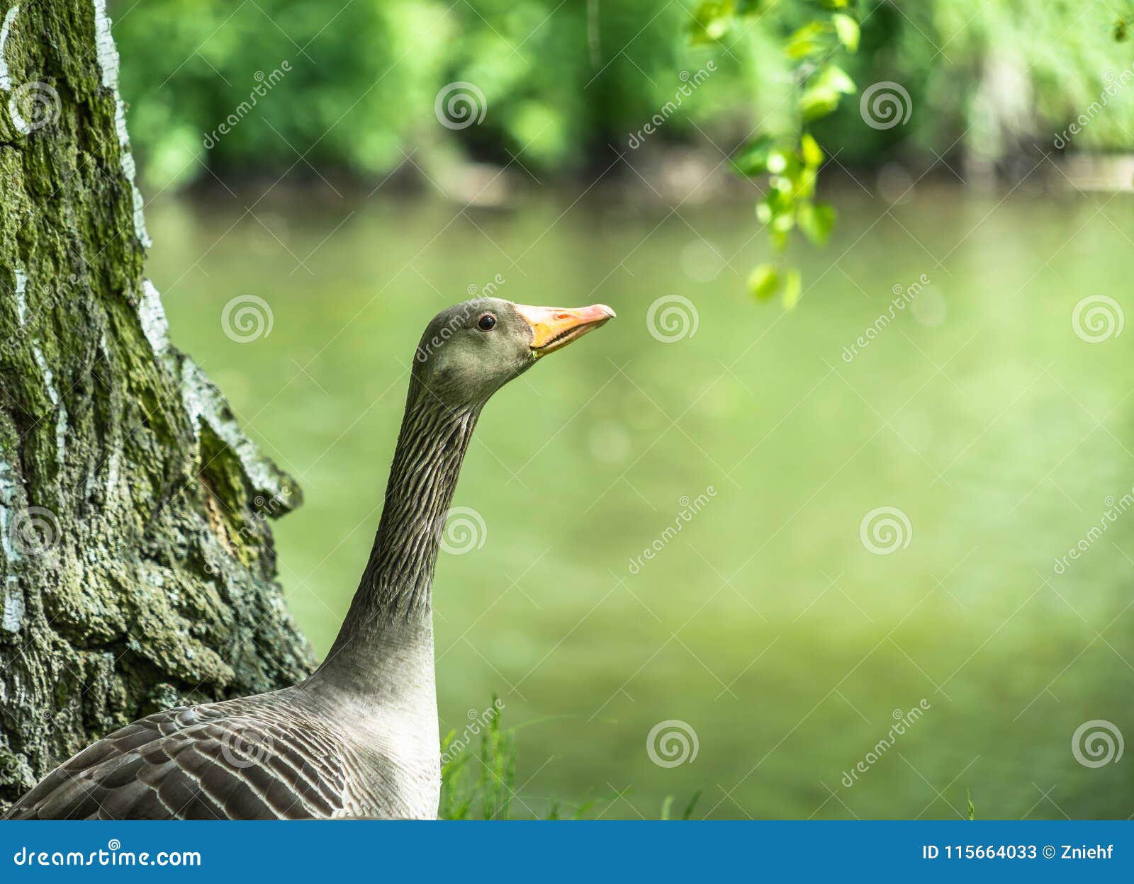 Profile of a Wild Goose in Front of a Small River with a Lot of Space ...