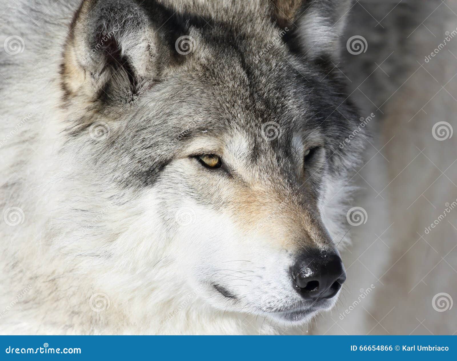 Profile of wolf stock photo. Image of animal, wild, winter - 66654866
