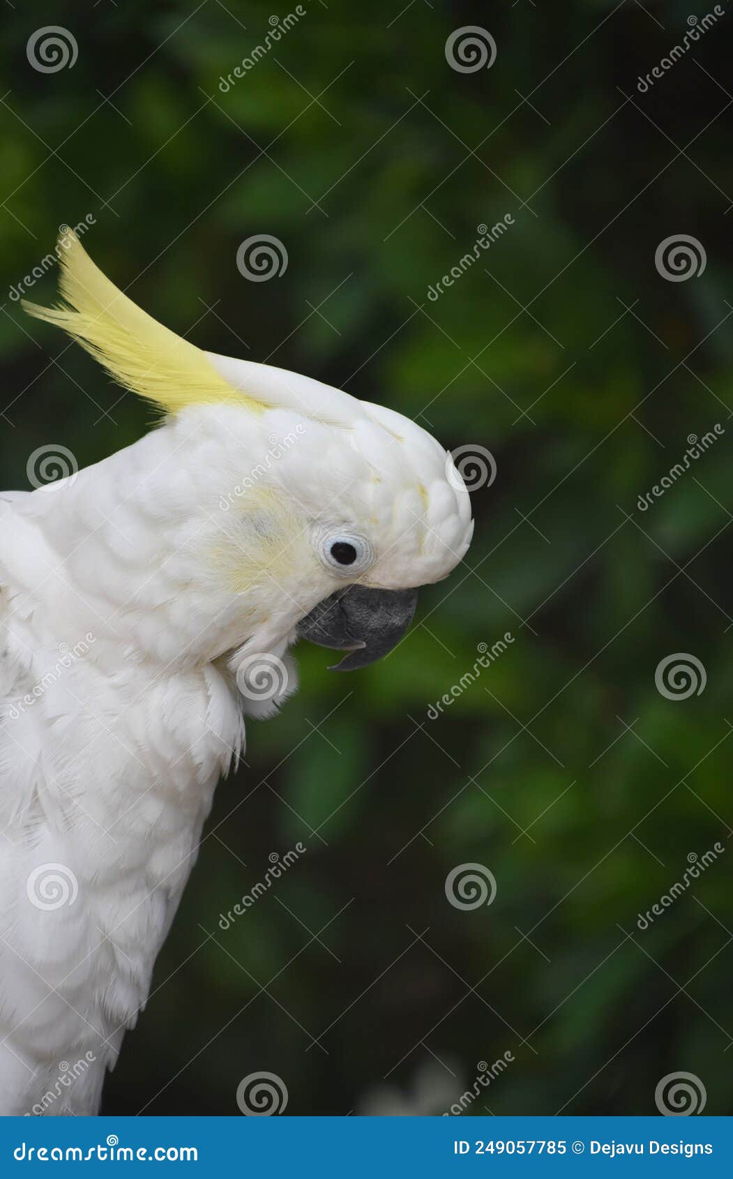 Profile of a Yellow Crested Cockatiel Bird Stock Image - Image of bird ...