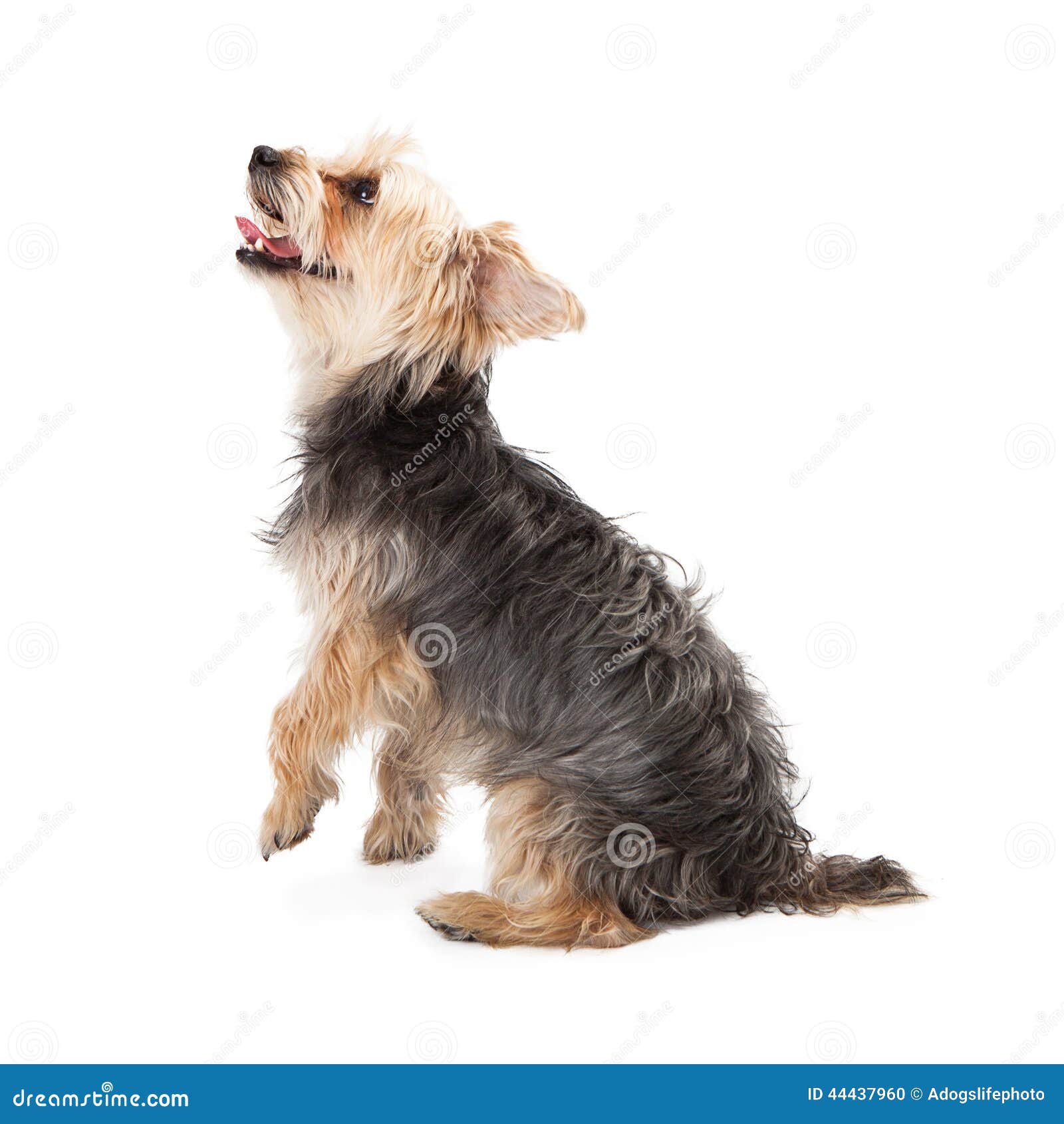 Profile of Yorkshire Terrier Stock Photo - Image of miniature ...