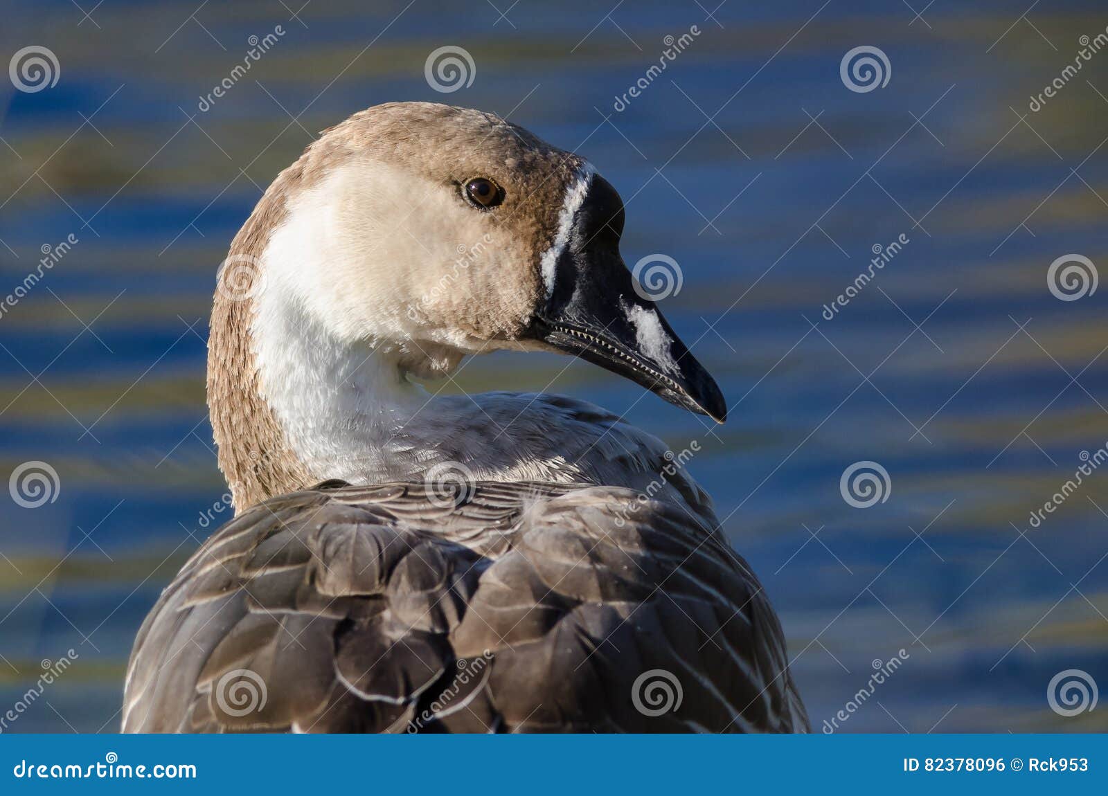 Profile of a Young Chinese Goose on the Waters of a Peaceful Pond Stock ...