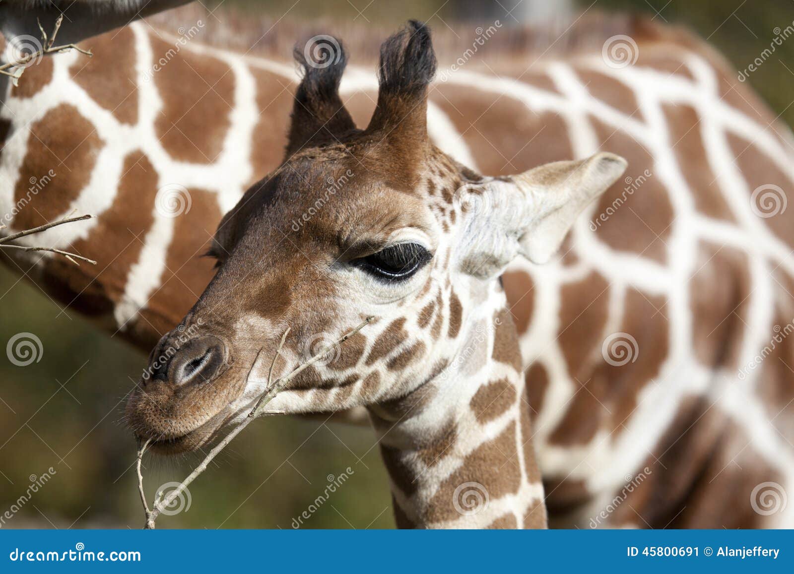 Profile of a Young Reticulated Giraffe Head Stock Image - Image of ...