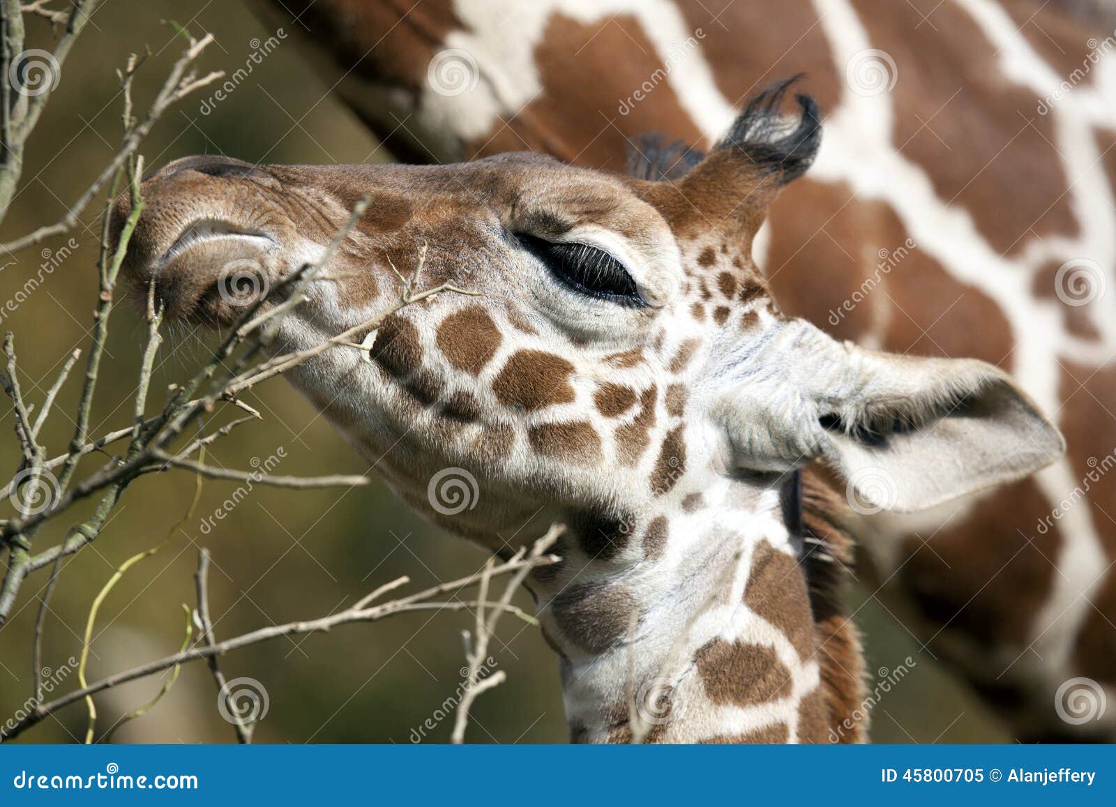 Profile of a Young Reticulated Giraffe Head Stock Image - Image of neck ...