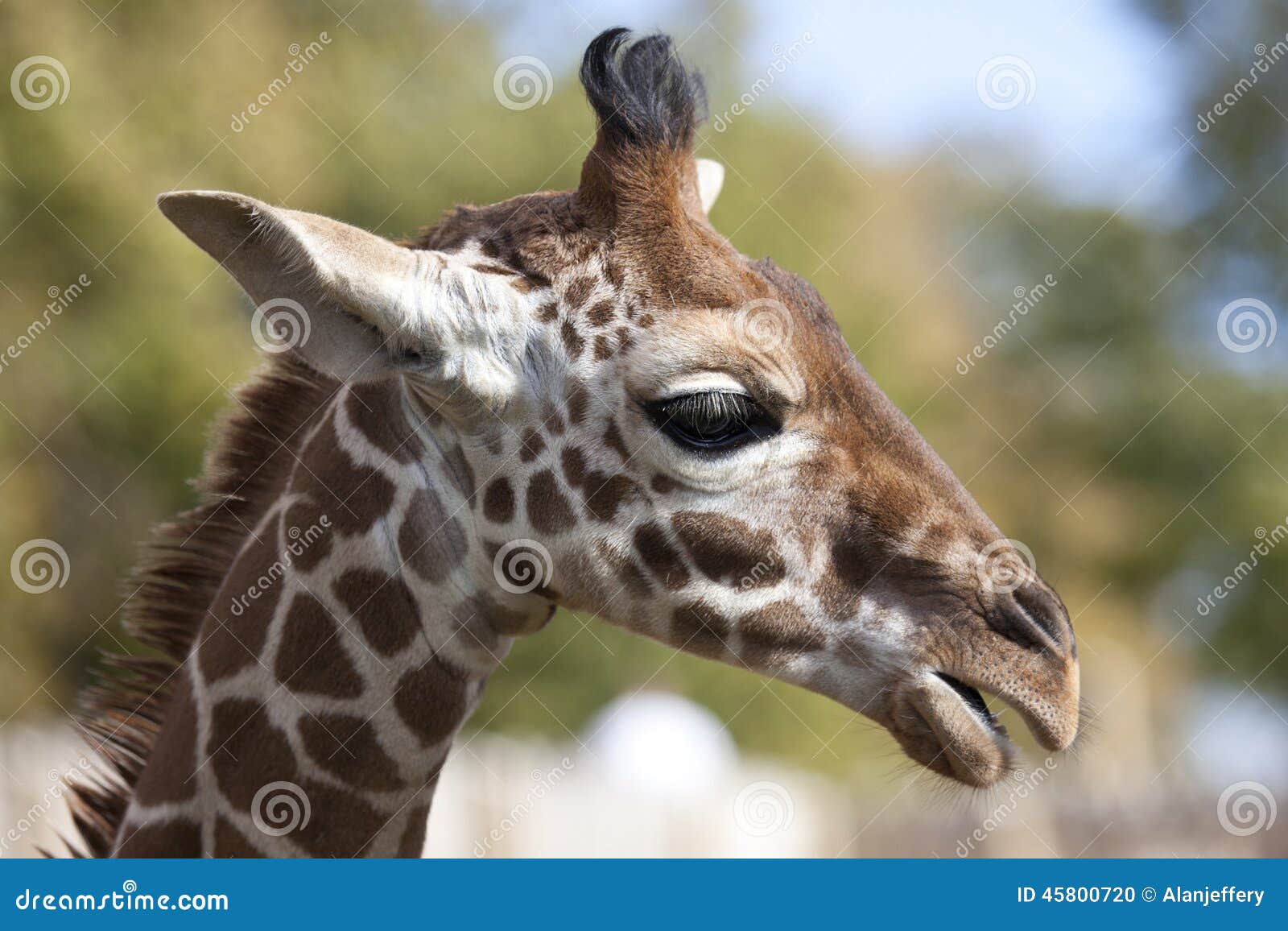 Giraffe Face Profile