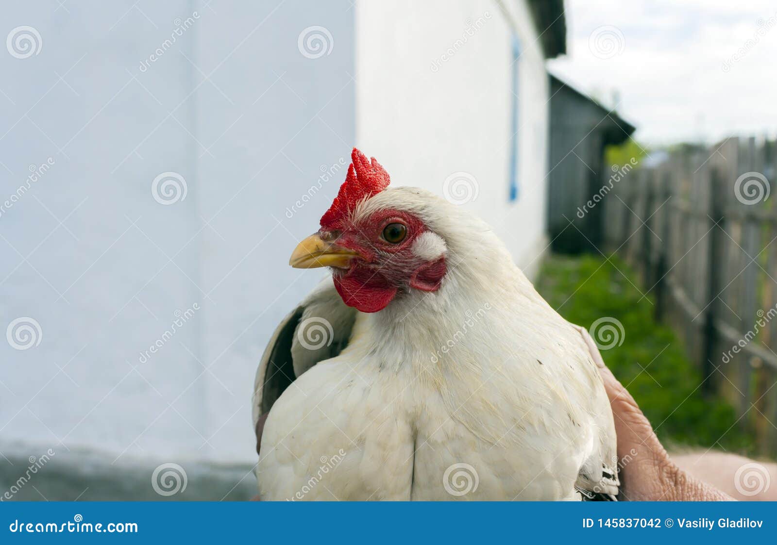 Profile of a Young White Rooster Stock Photo - Image of farmyard ...