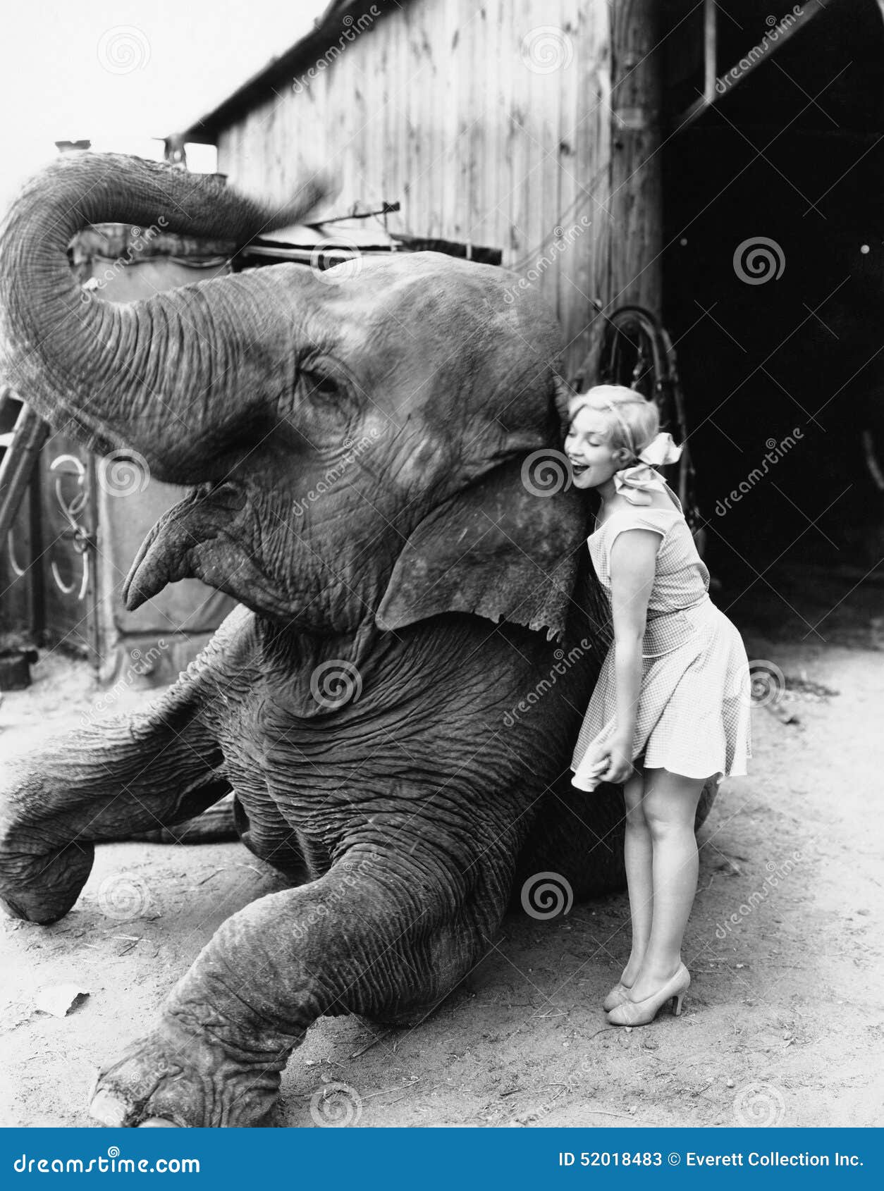 Profile of a Young Woman Hugging an Elephant Stock Image - Image of ...