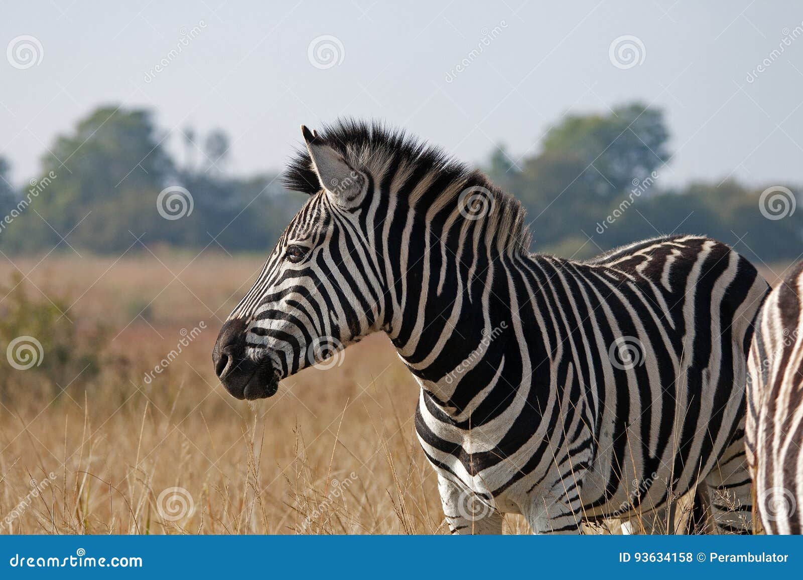 PROFILE of ZEBRA stock photo. Image of nature, highveld - 93634158