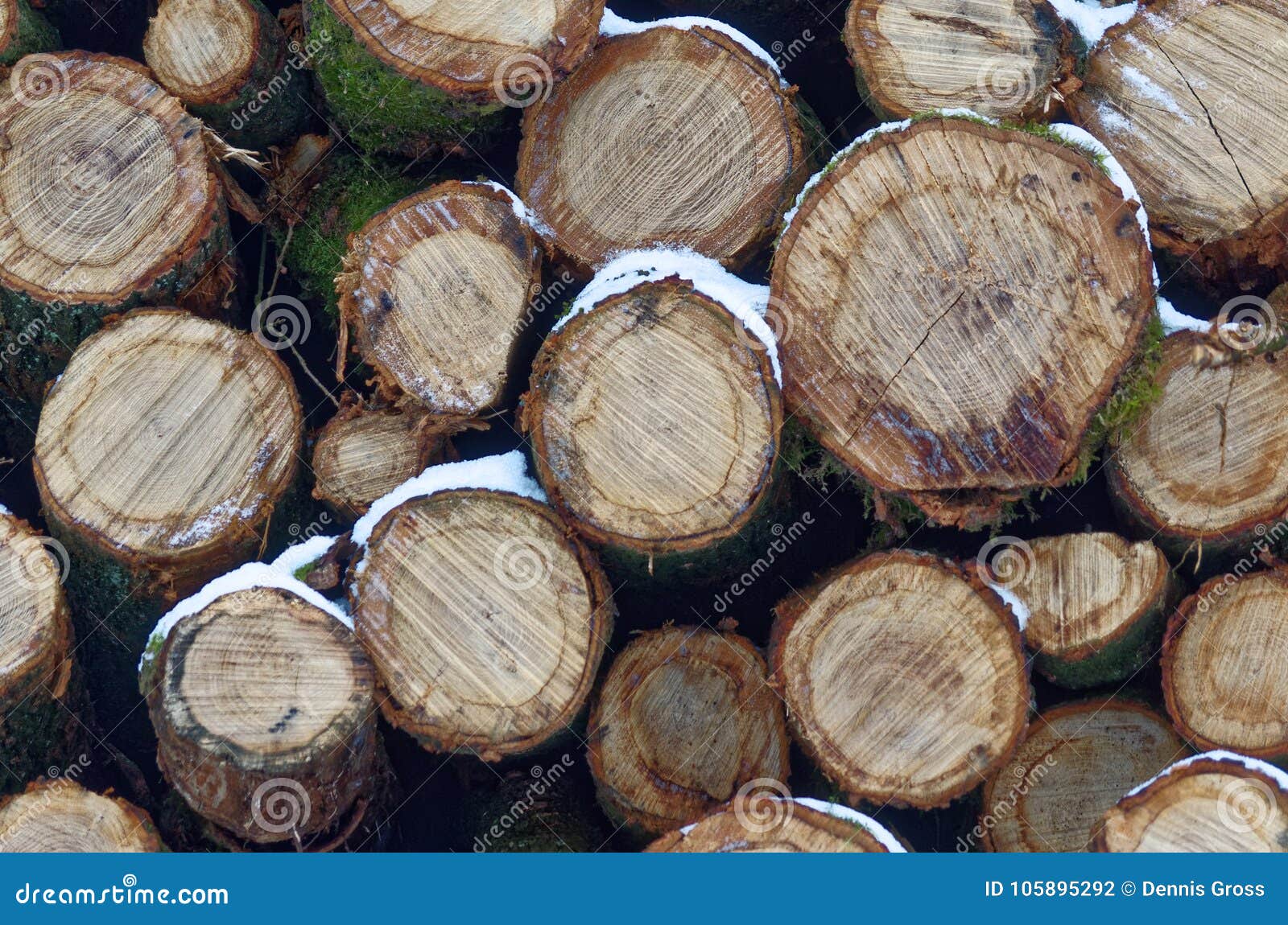 Profiles of a Tree Trunks in a Winter Stock Photo - Image of plank ...