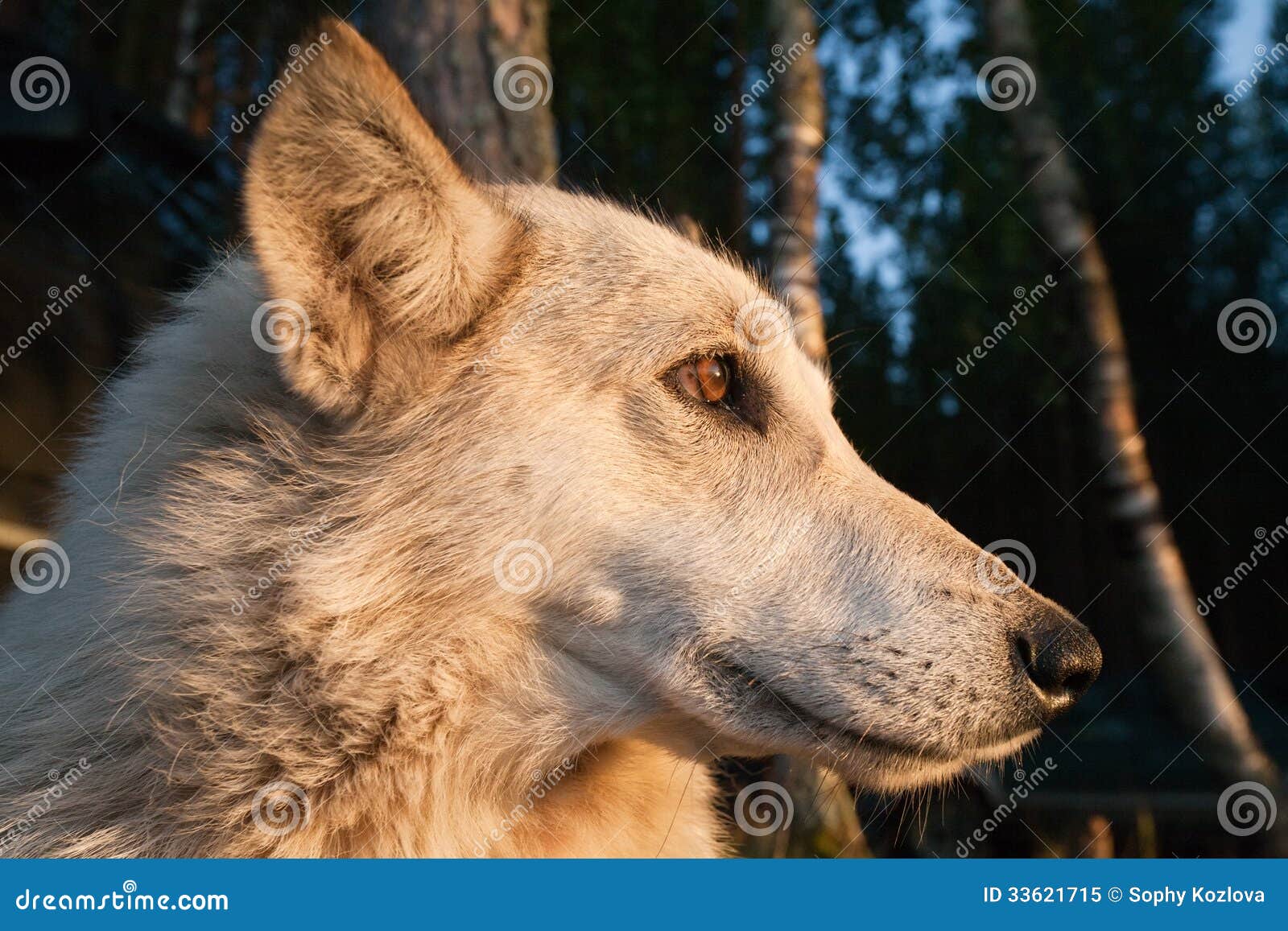 Profilo Bianco Nobile Di Razza Del Cane Immagine Stock - Immagine di chiusura, obliquamente ...
