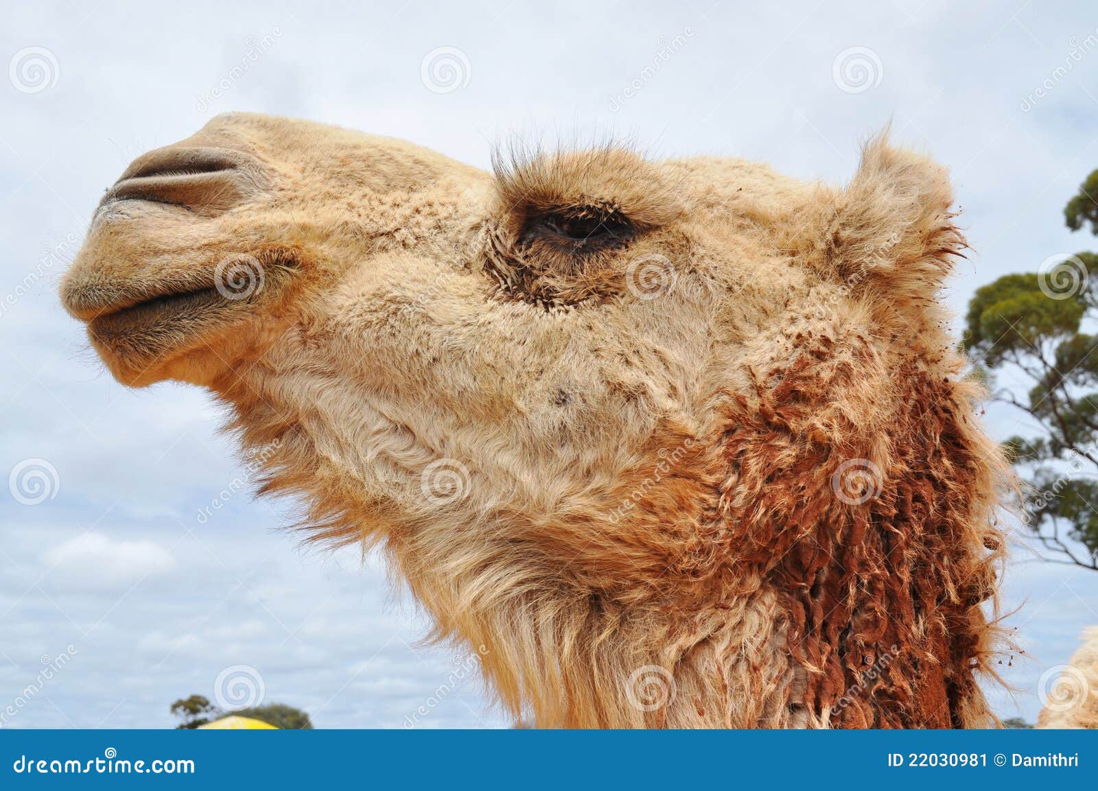 Profilo del cammello immagine stock. Immagine di selvaggio - 22030981