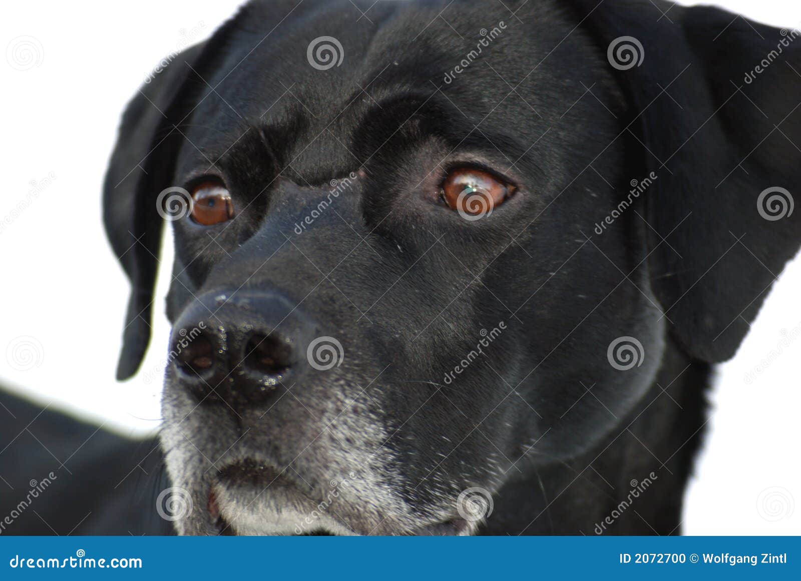 Profilo del cane fotografia stock. Immagine di marrone - 2072700