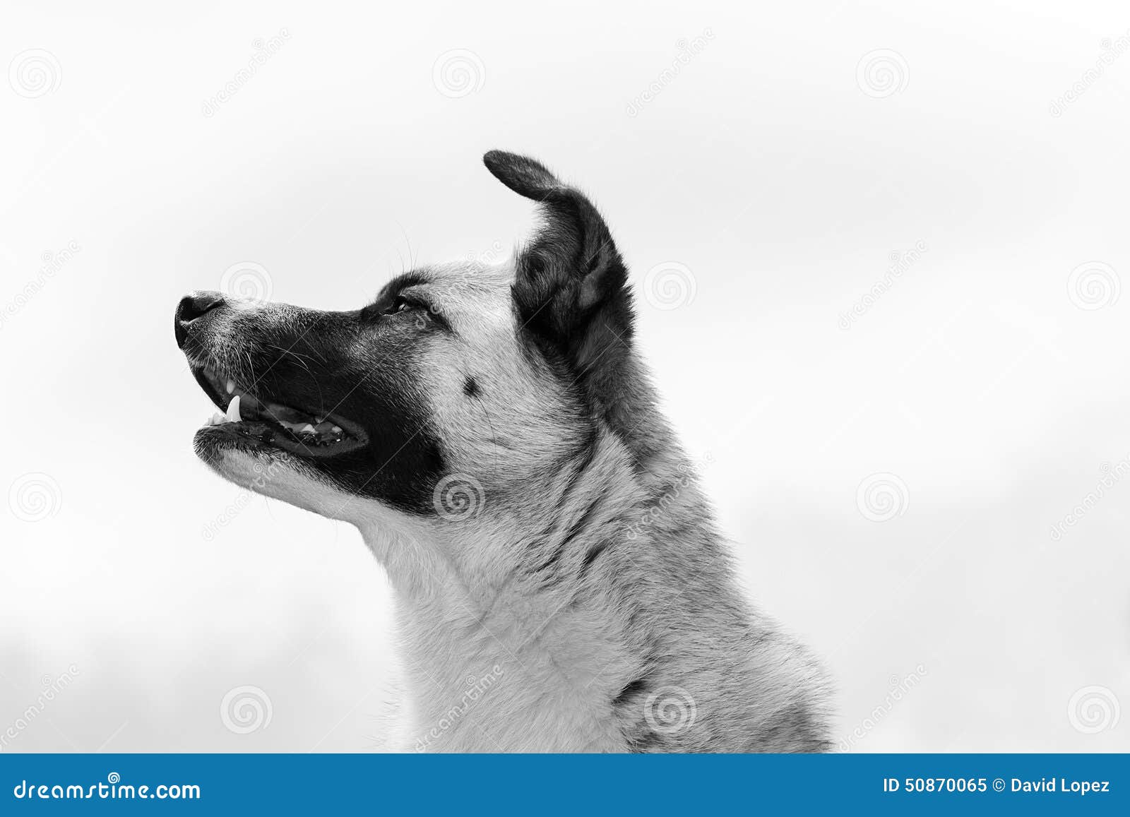 Profilo del cane immagine stock. Immagine di esterno - 50870065