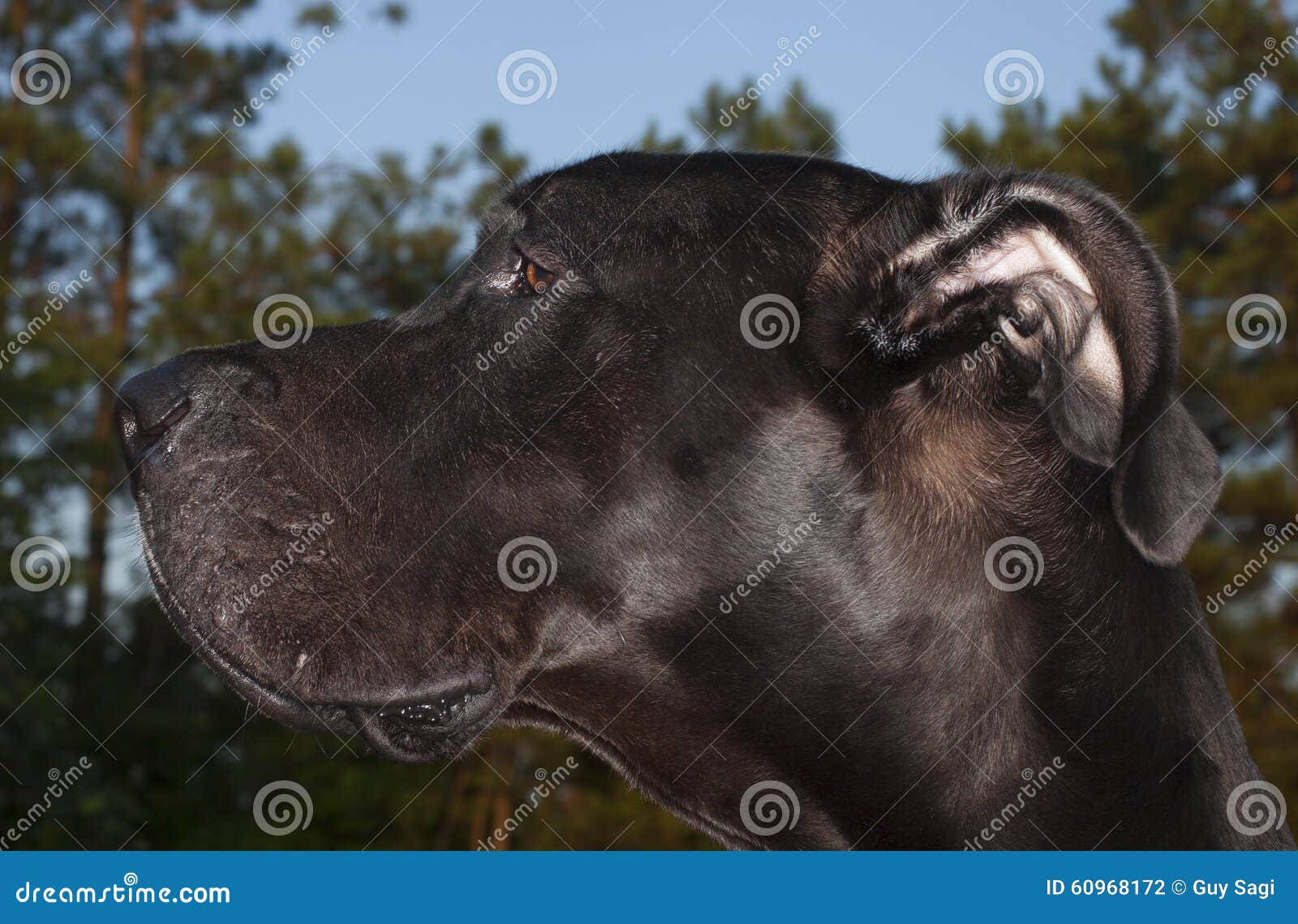 Profilo del cane fotografia stock. Immagine di capelli - 60968172