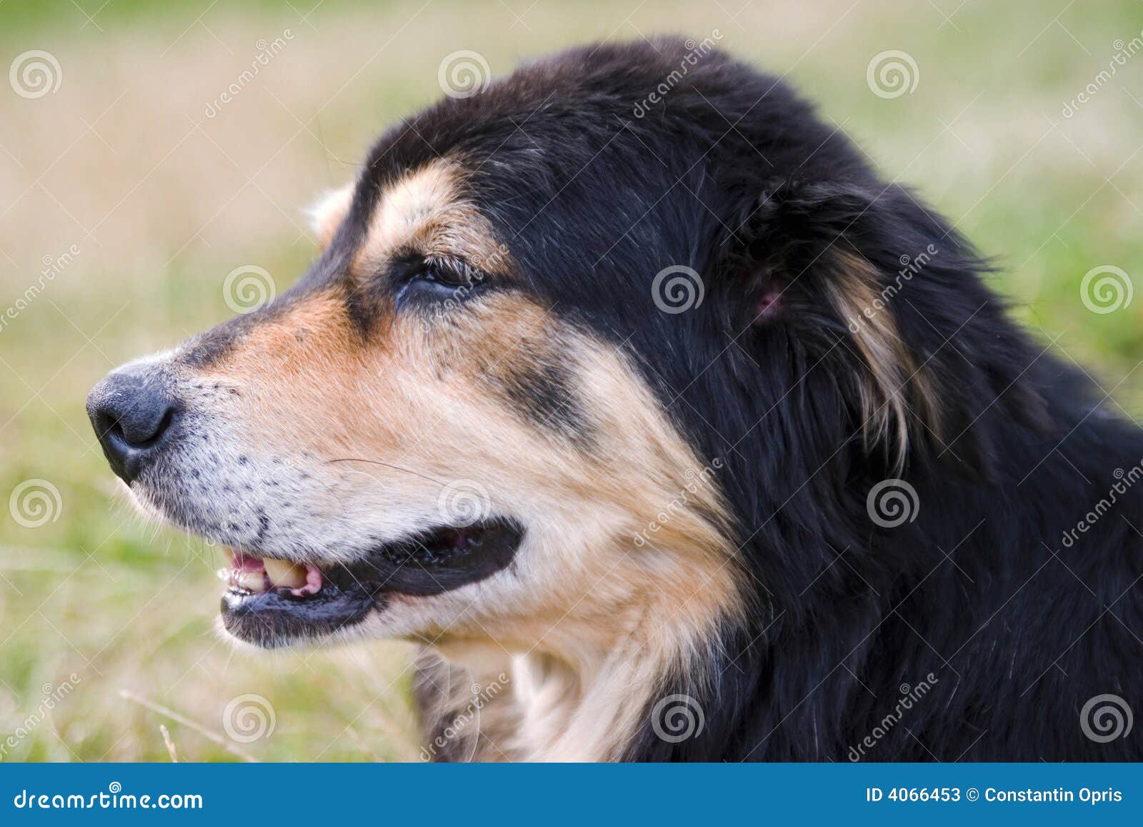 Profilo del cane adulto immagine stock. Immagine di mammifero - 4066453