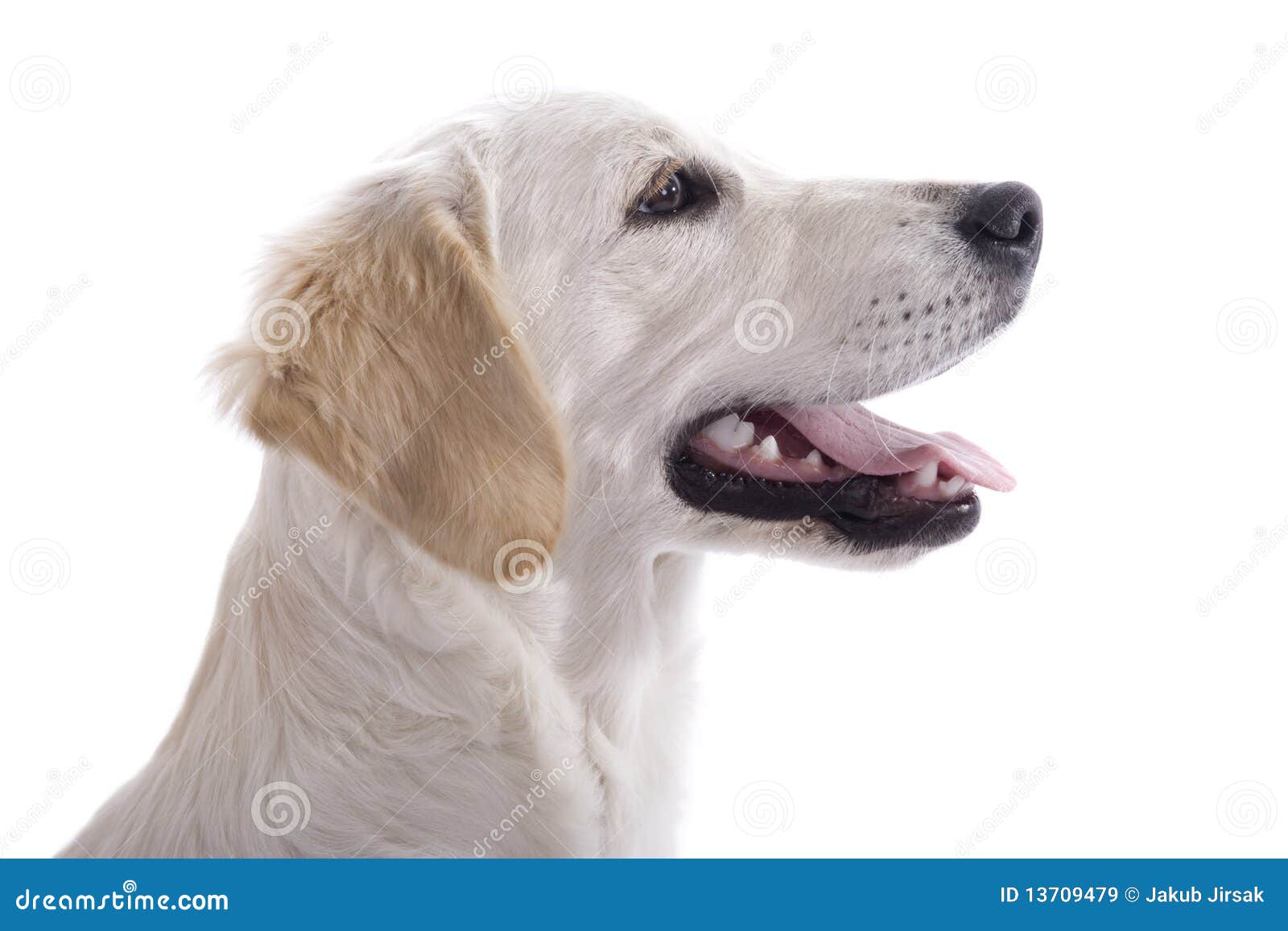 Profilo Del Cane Del Cucciolo Immagine Stock - Immagine di dorato, colpo: 13709479