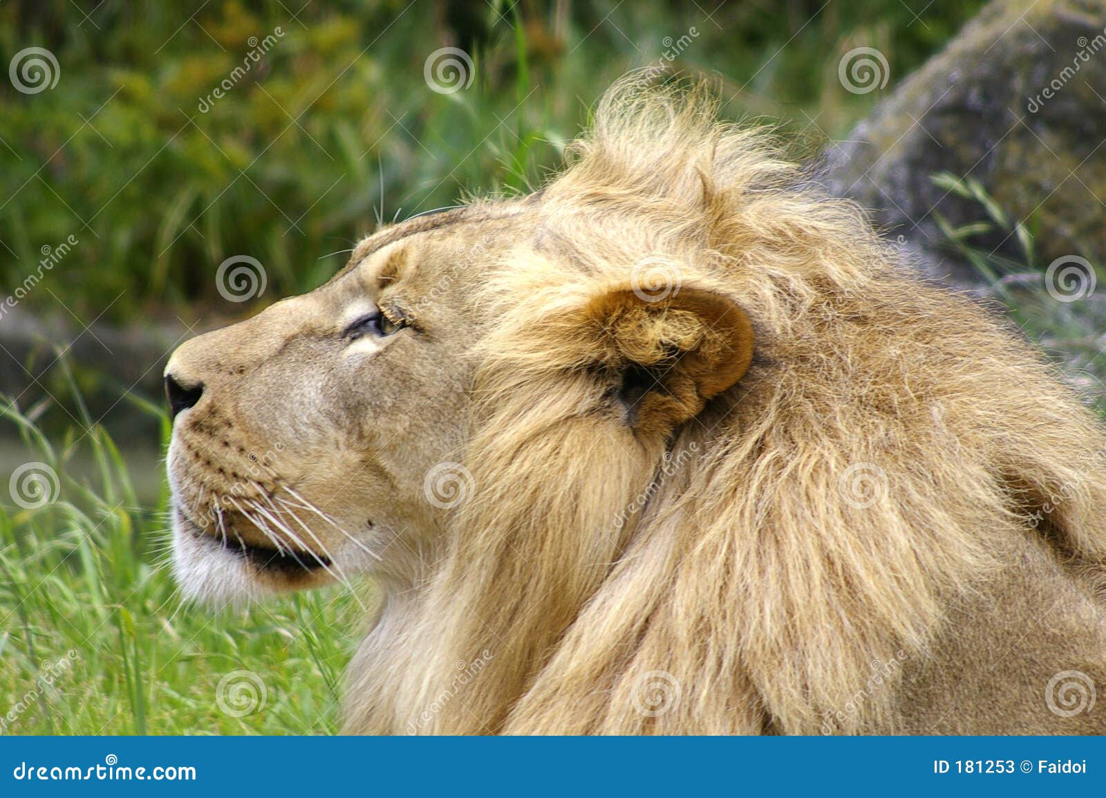 Profilo del leone immagine stock. Immagine di profilo, orecchio - 181253