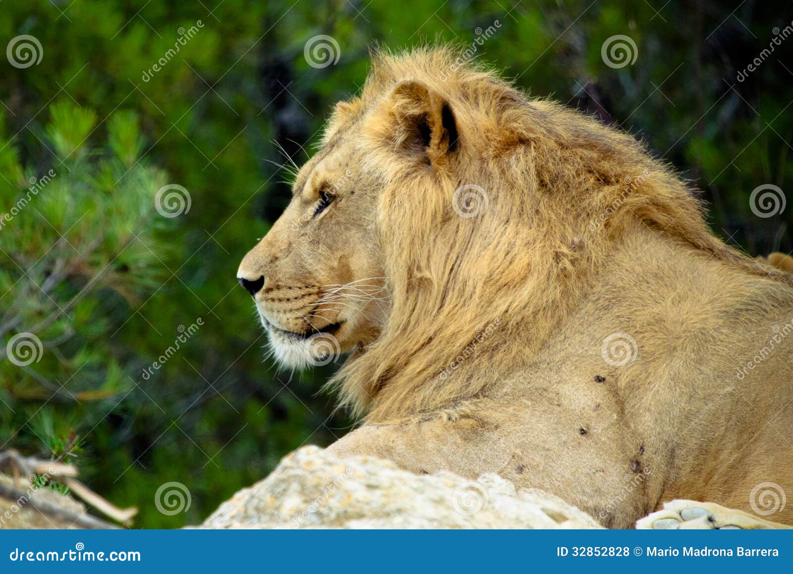 Profilo del leone fotografia stock. Immagine di giovane - 32852828