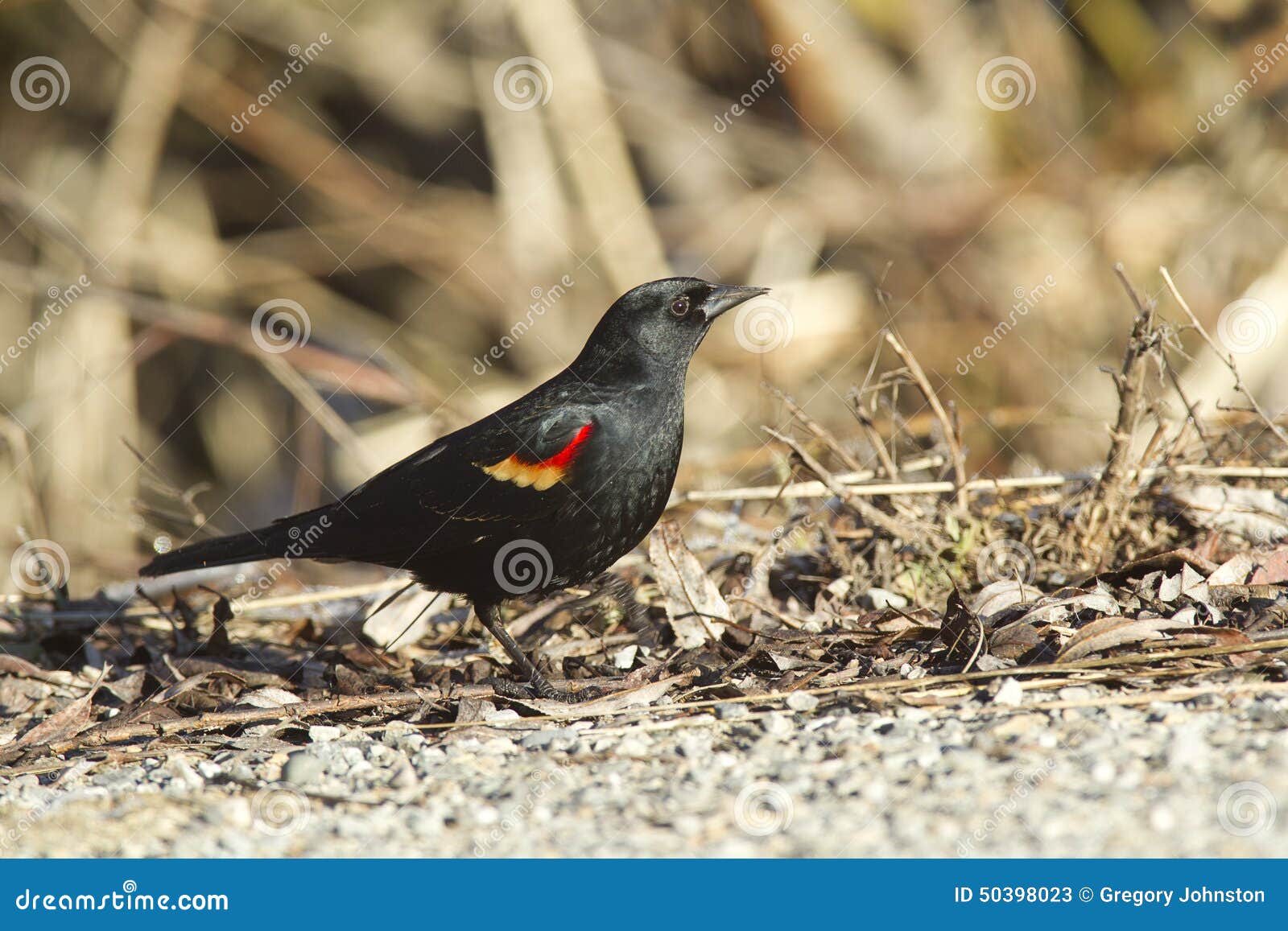 Profilo Del Merlo Ad Ali Rosse Immagine Stock - Immagine di animale ...