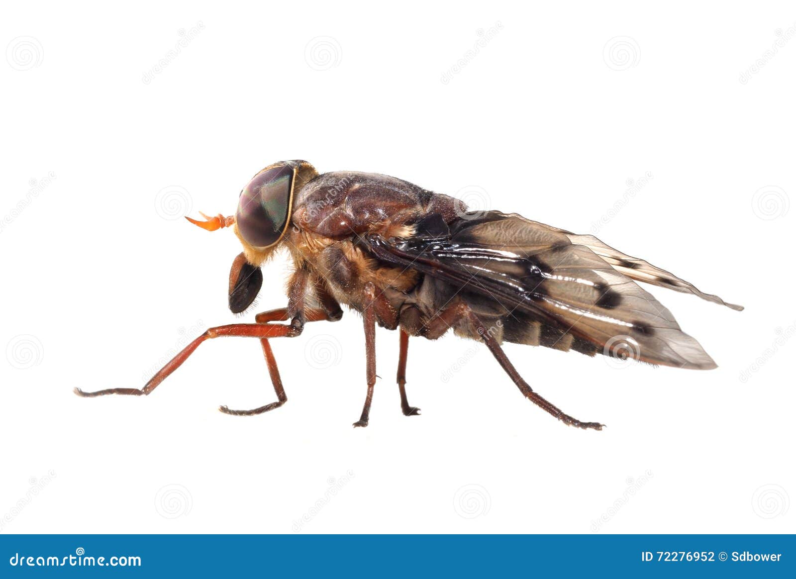 Profilo Del Tafano Isolato Su Bianco Fotografia Stock - Immagine di ...