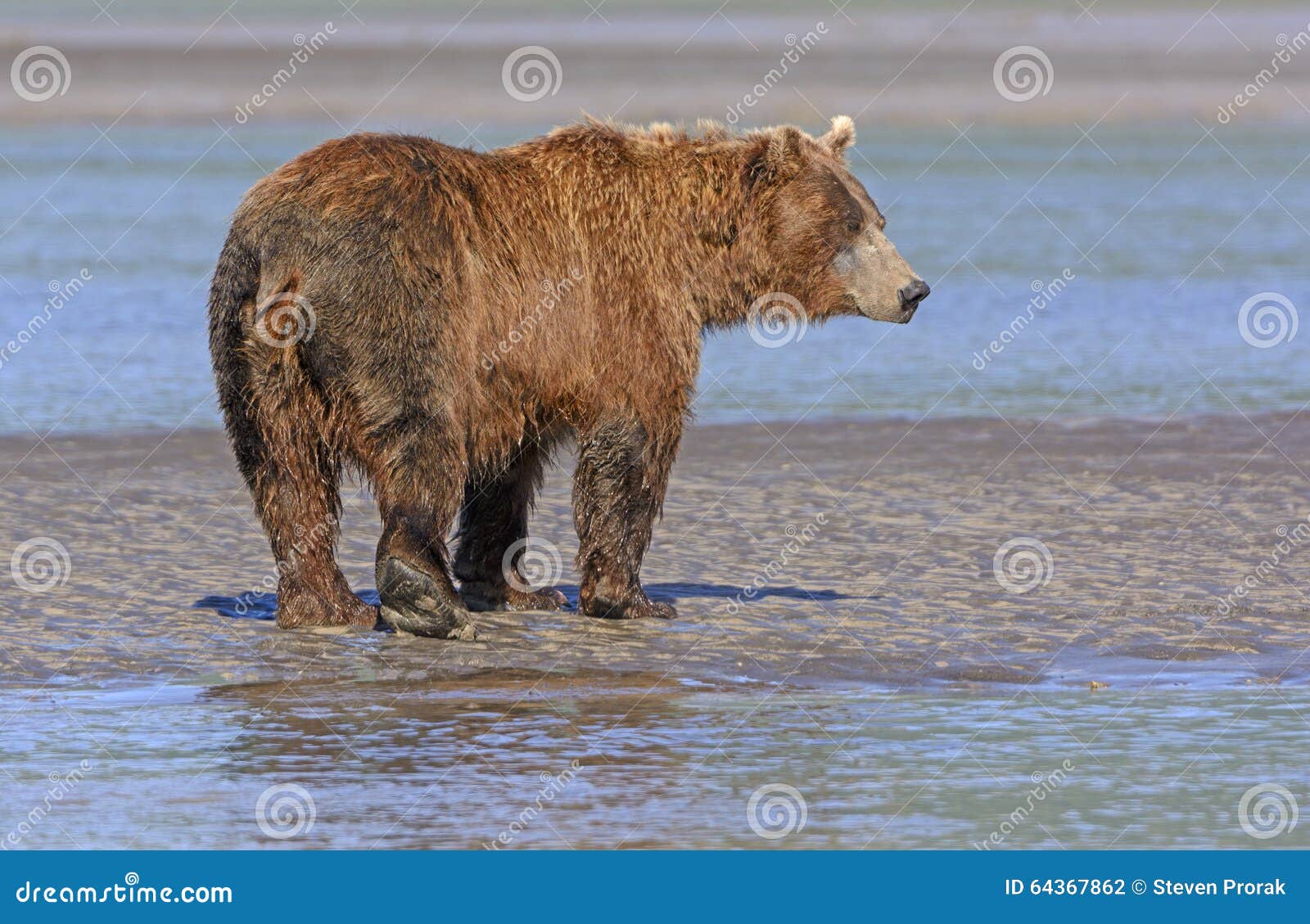 Profilo Dell'orso Grigio Su Un Mudflat Fotografia Stock - Immagine di ...