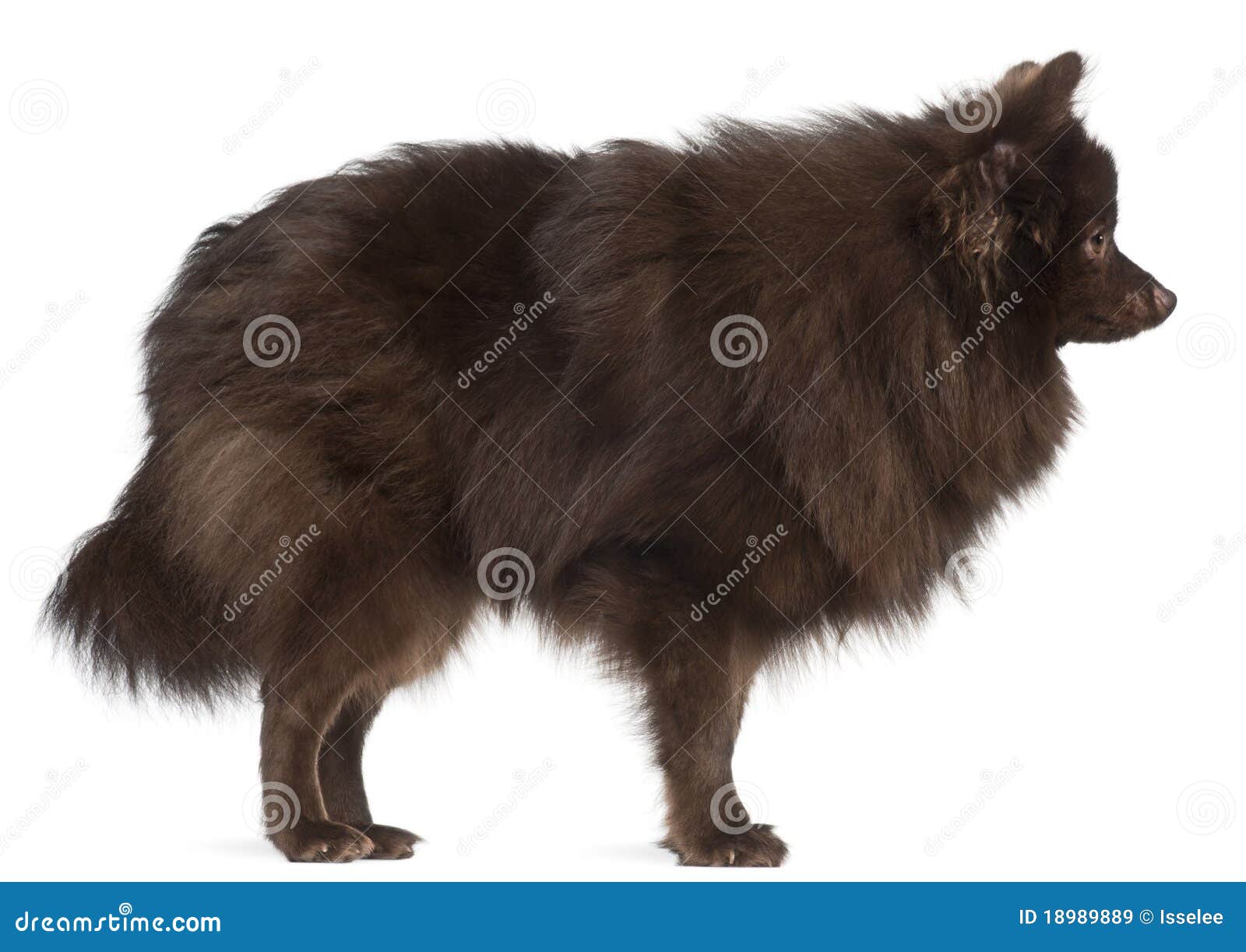 Profilo Della Condizione Marrone Del Cane Immagine Stock - Immagine di lanuginoso, spazio: 18989889