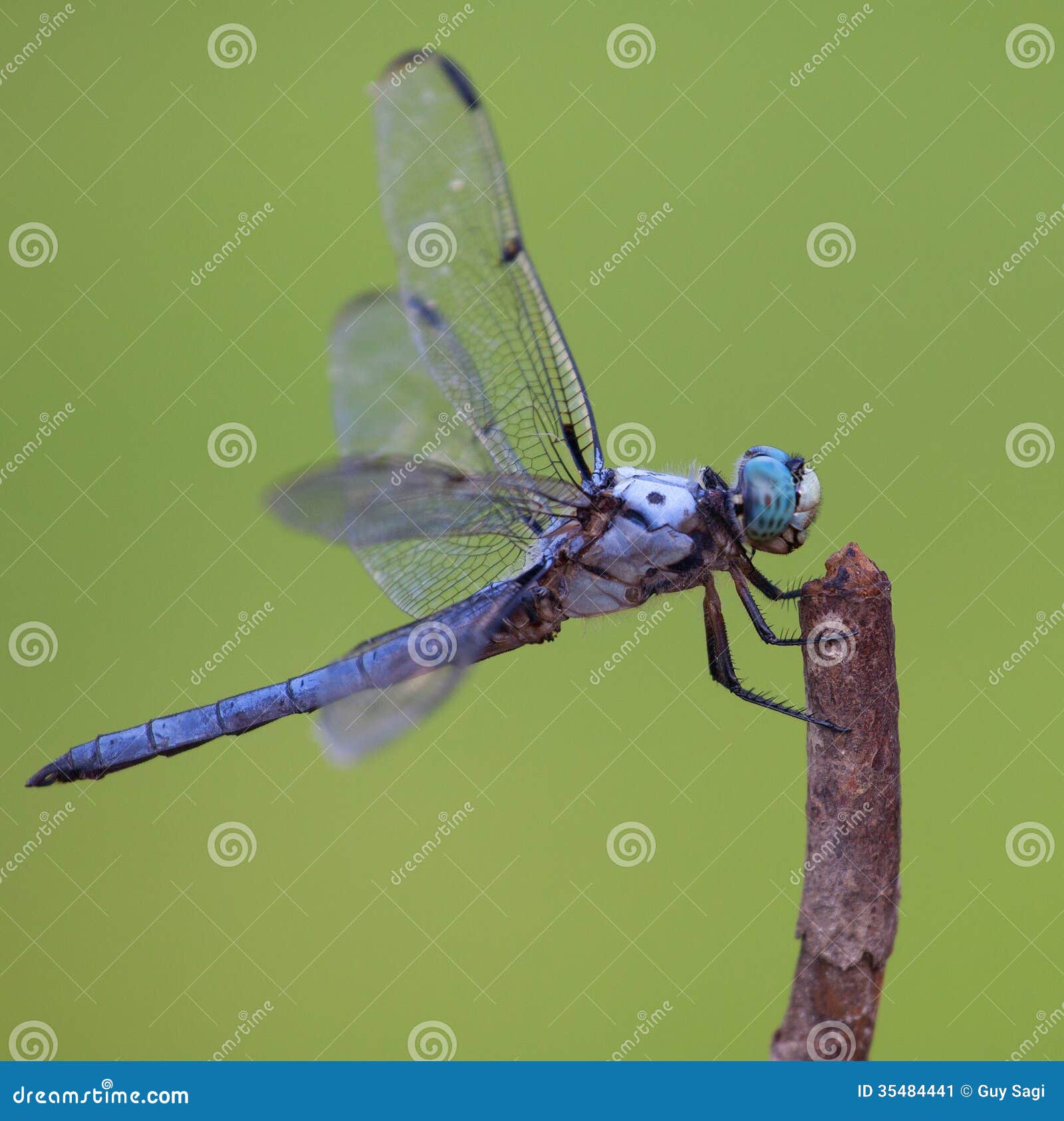 Profilo della libellula immagine stock. Immagine di bianco - 35484441