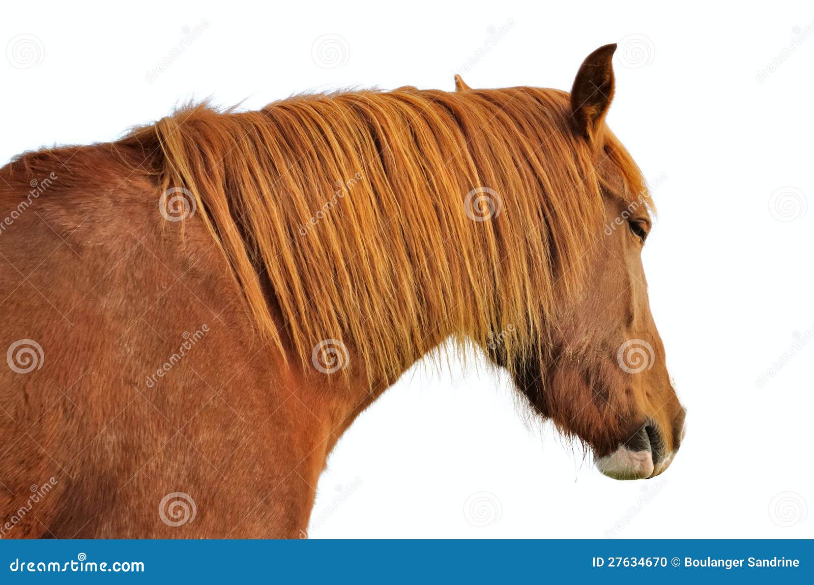 Profilo Della Testa Di Cavallo Fotografia Stock - Immagine di bianco ...