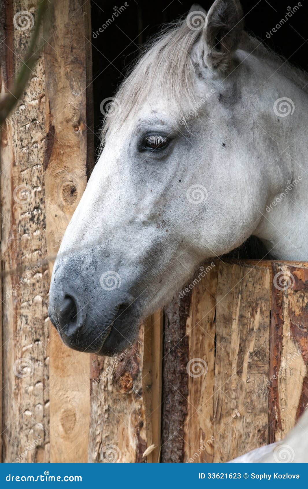 Profilo Della Testa Di Cavallo Immagine Stock - Immagine di podere ...