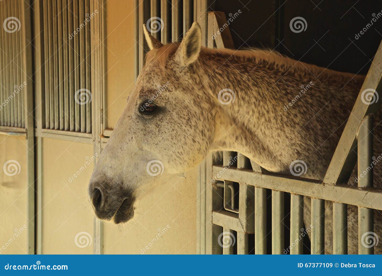 Profilo Della Testa Di Cavallo Immagine Stock - Immagine di manica ...