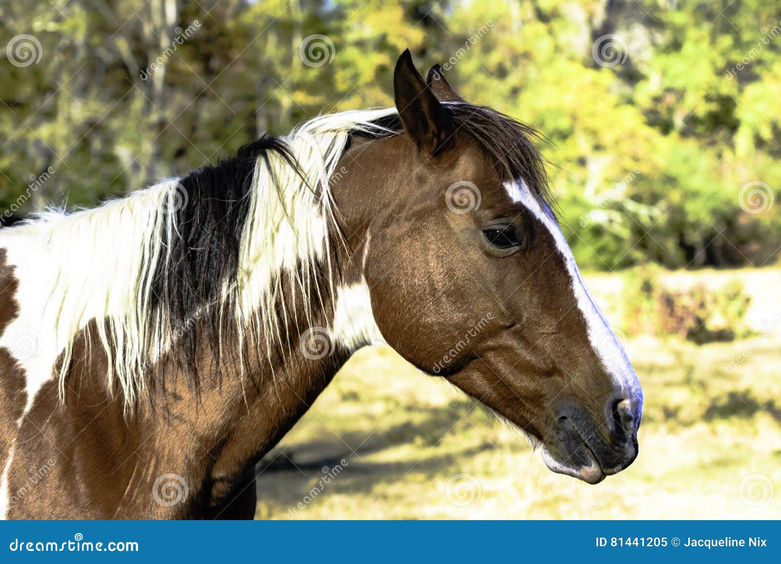 Profilo Della Testa Di Cavallo Del Pinto Immagine Stock - Immagine di ...