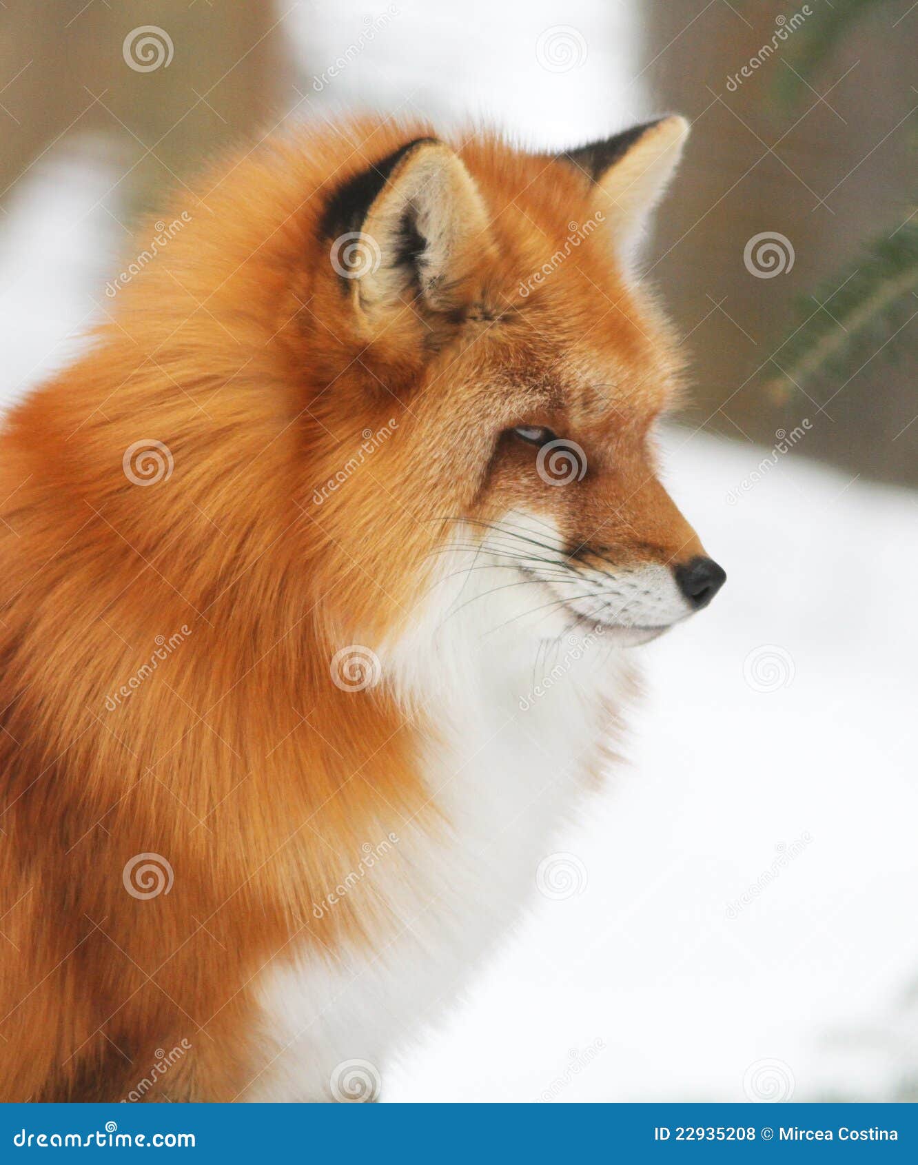 Profilo della volpe rossa fotografia stock. Immagine di america - 22935208