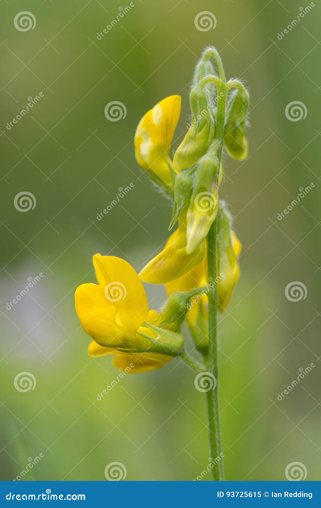 Profilo Di Racemo Di Pratensis Del Lathyrus Della Cicerchia Selvatica ...