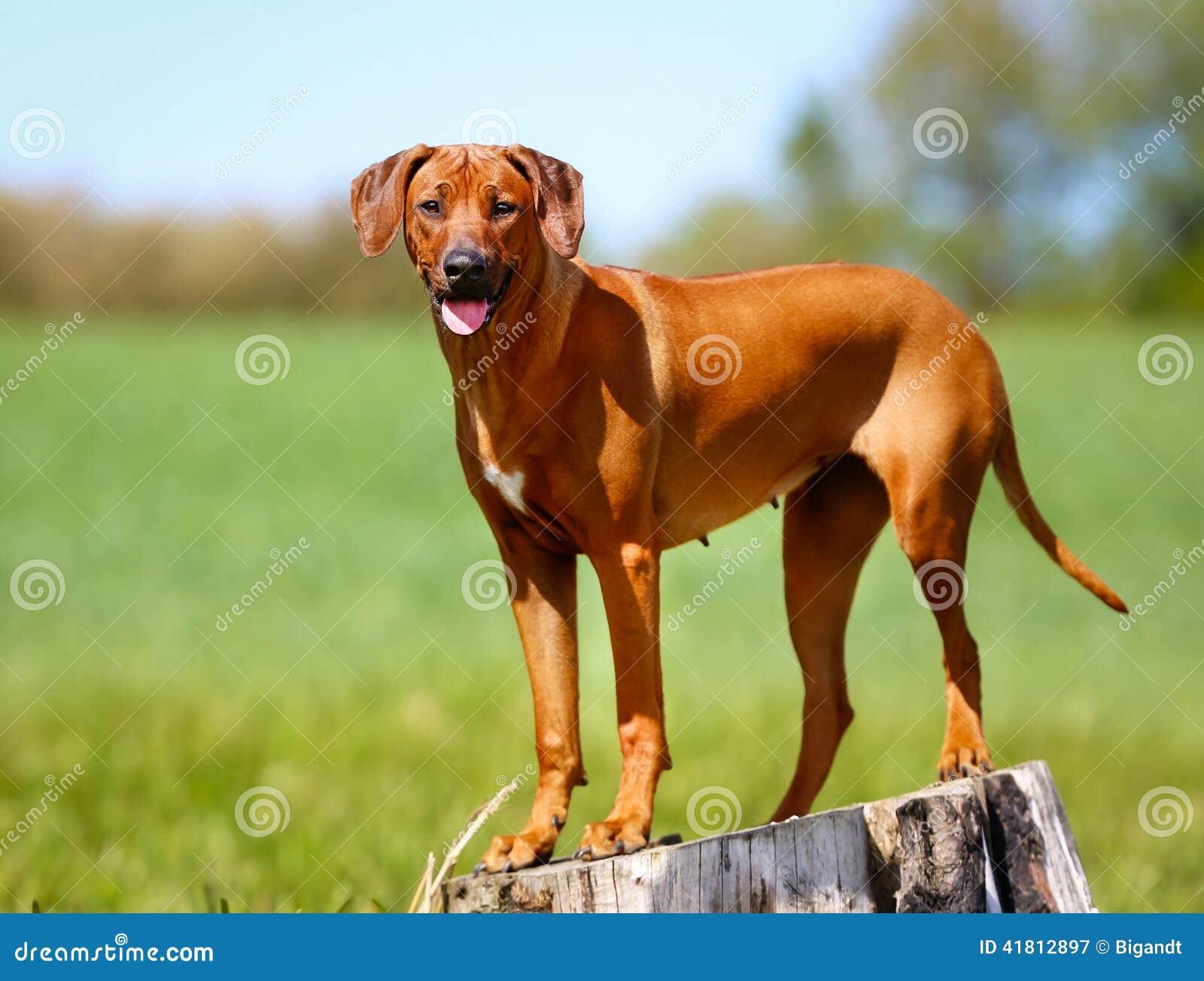 Profilo Di Rhodesian Ridgeback Immagine Stock - Immagine di leone, cane ...