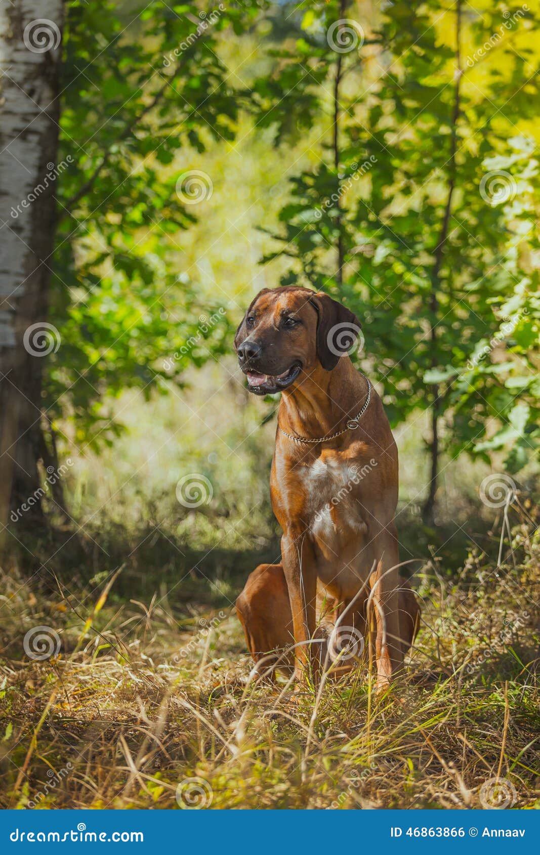 Profilo Di Rhodesian Ridgeback Fotografia Stock - Immagine di colore ...