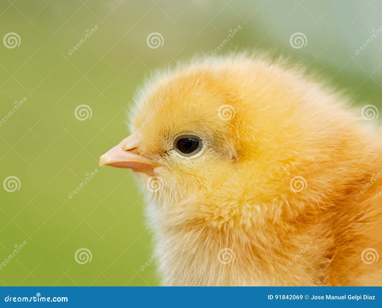 Profilo di un pollo giallo immagine stock. Immagine di vita - 91842069