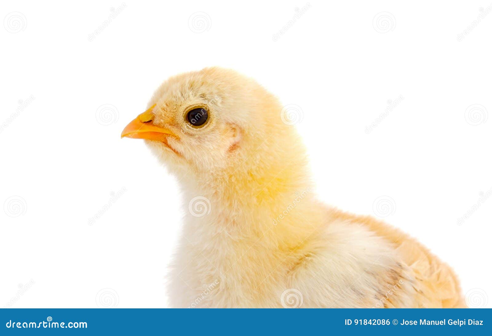 Profilo di un pollo giallo fotografia stock. Immagine di festa - 91842086