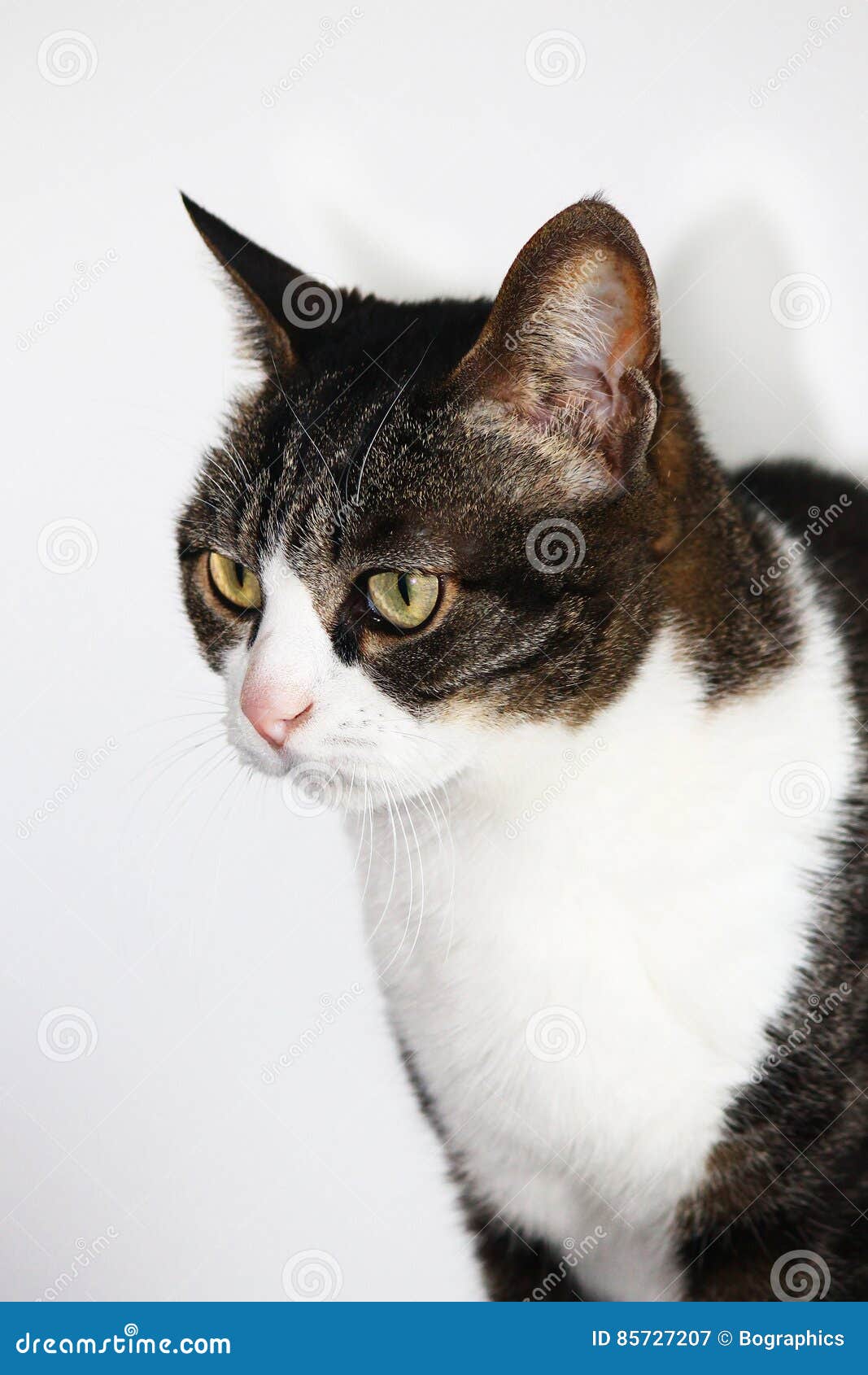 Profilo Europeo Dell'interno Del Gatto Immagine Stock - Immagine di ...