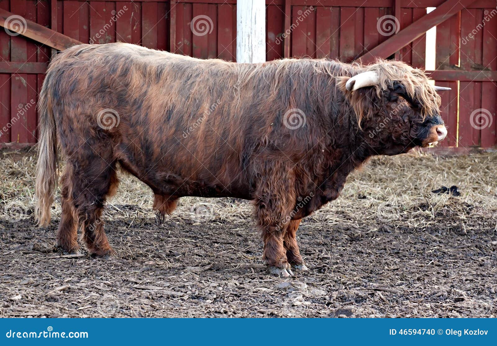 Profilo Integrale Del Grande Toro Dai Capelli Lunghi Fotografia Stock ...