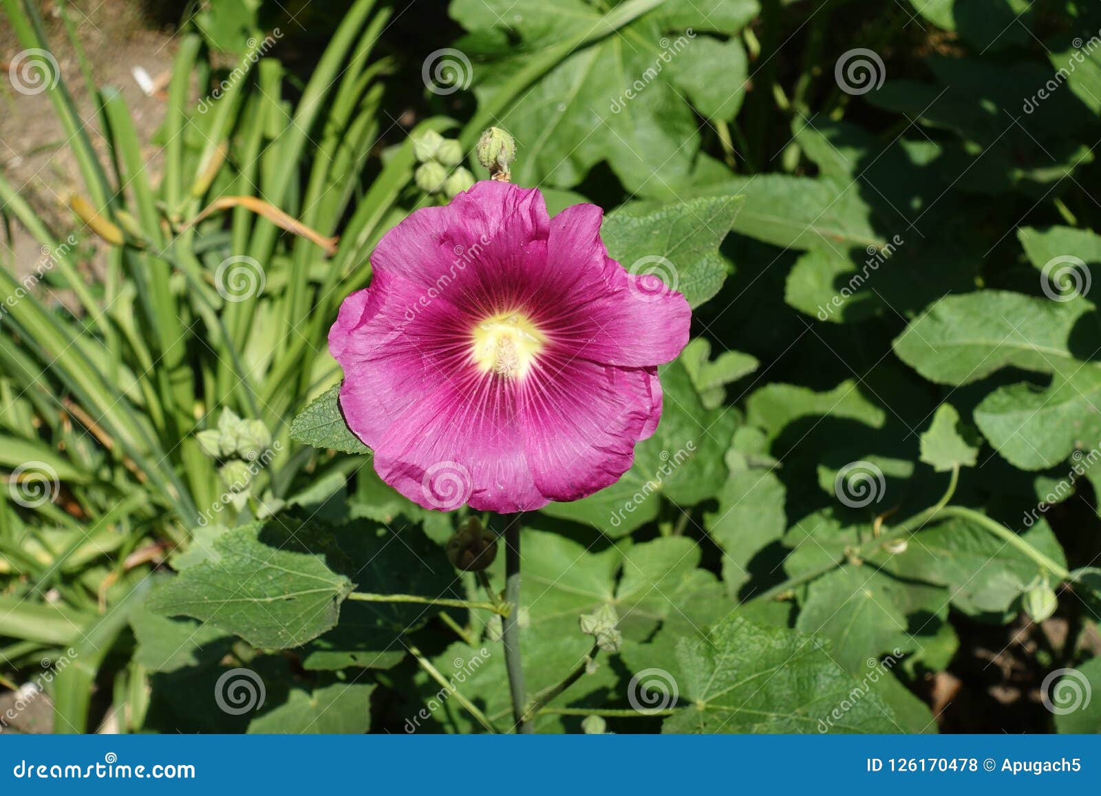 Profundamente - Flor Cor-de-rosa Da Malva Rosa Comum Foto de Stock ...