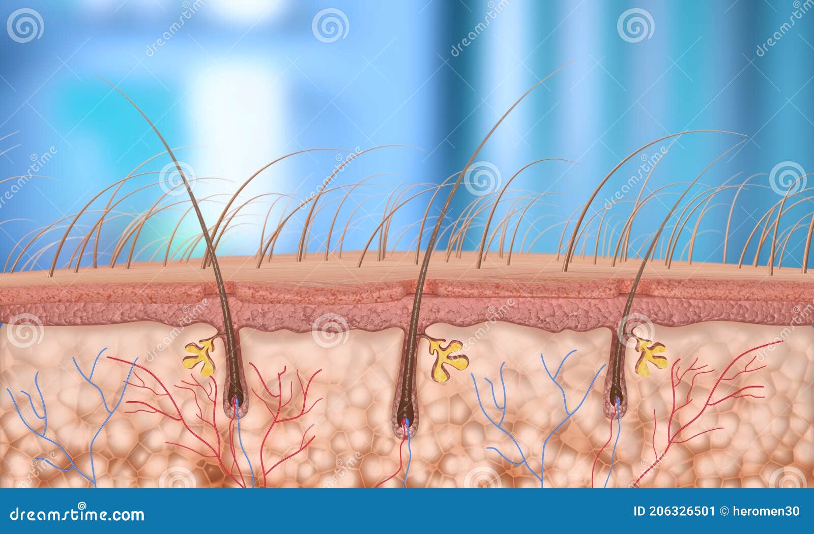 Profundidade De Campo Do Folículo Capilar Ilustração Stock - Ilustração ...